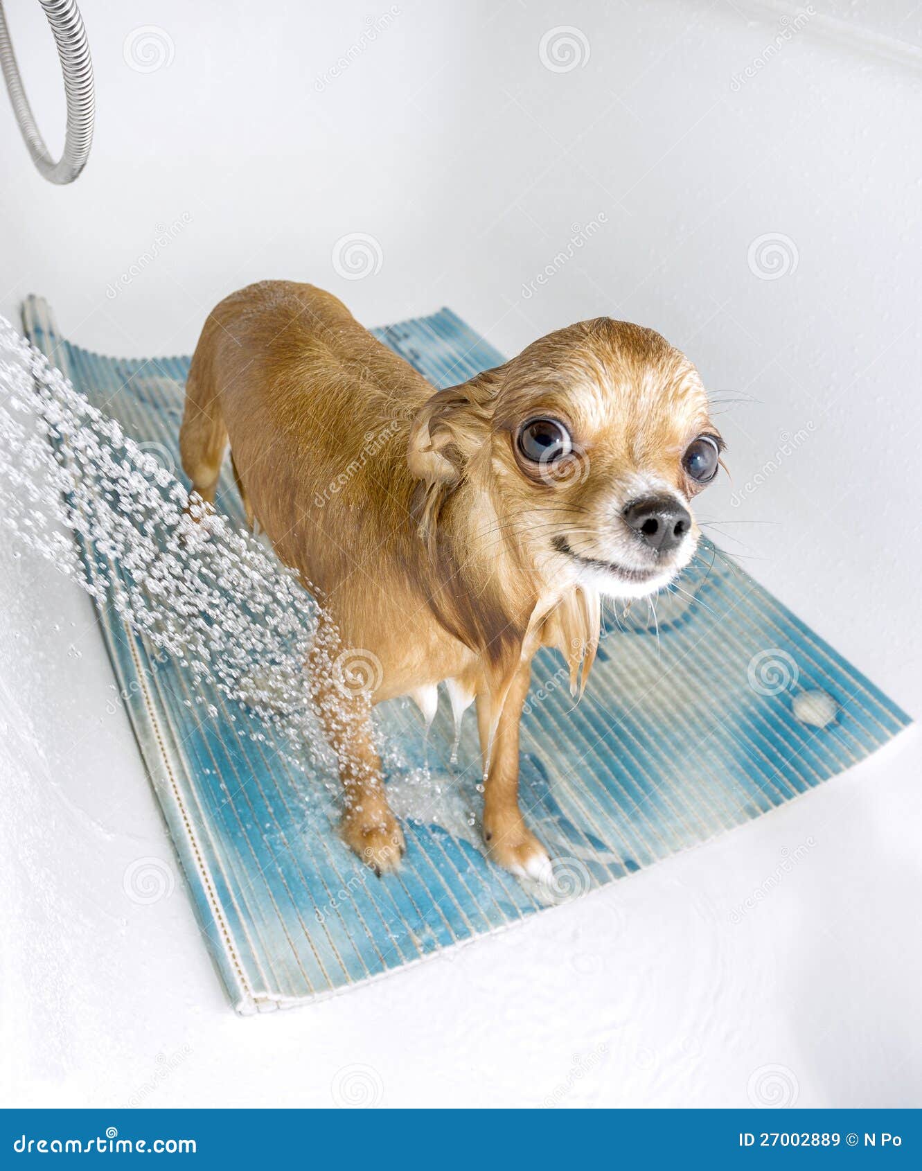 Chihuahua Dog Getting Pleasure from Shower Stock Image - Image of ...