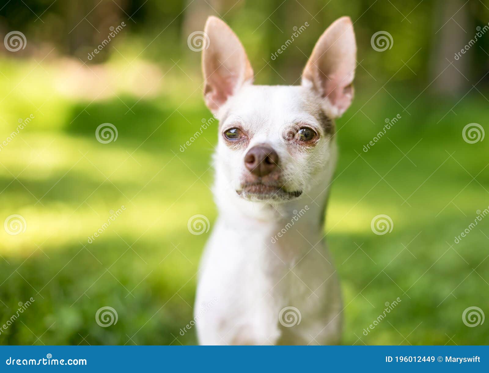 A Chihuahua Dog with a Grumpy Expression Stock Image - Image of ...