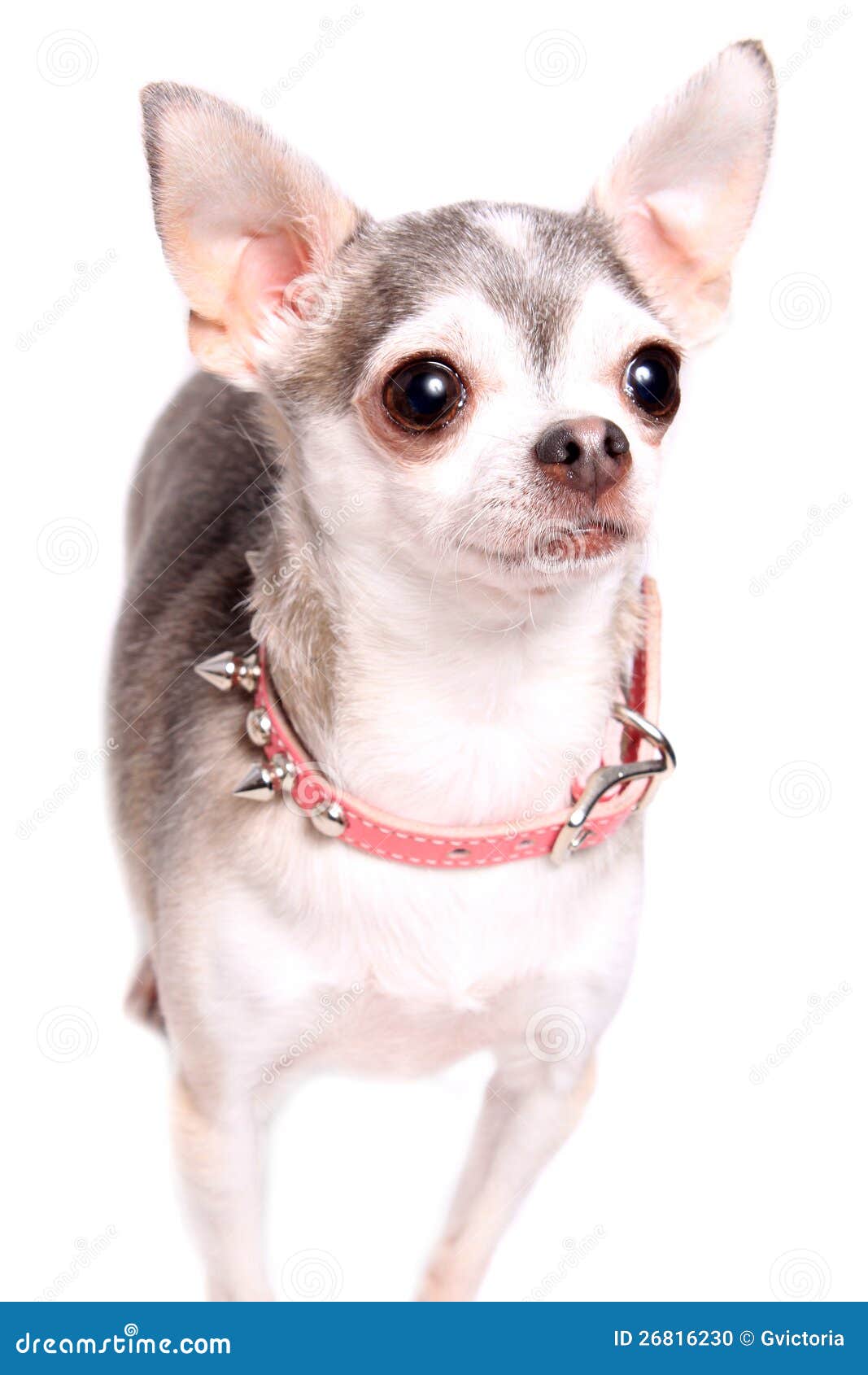 Chihuahua dog portrait stock photo. Image of mammal, puppy - 26816230