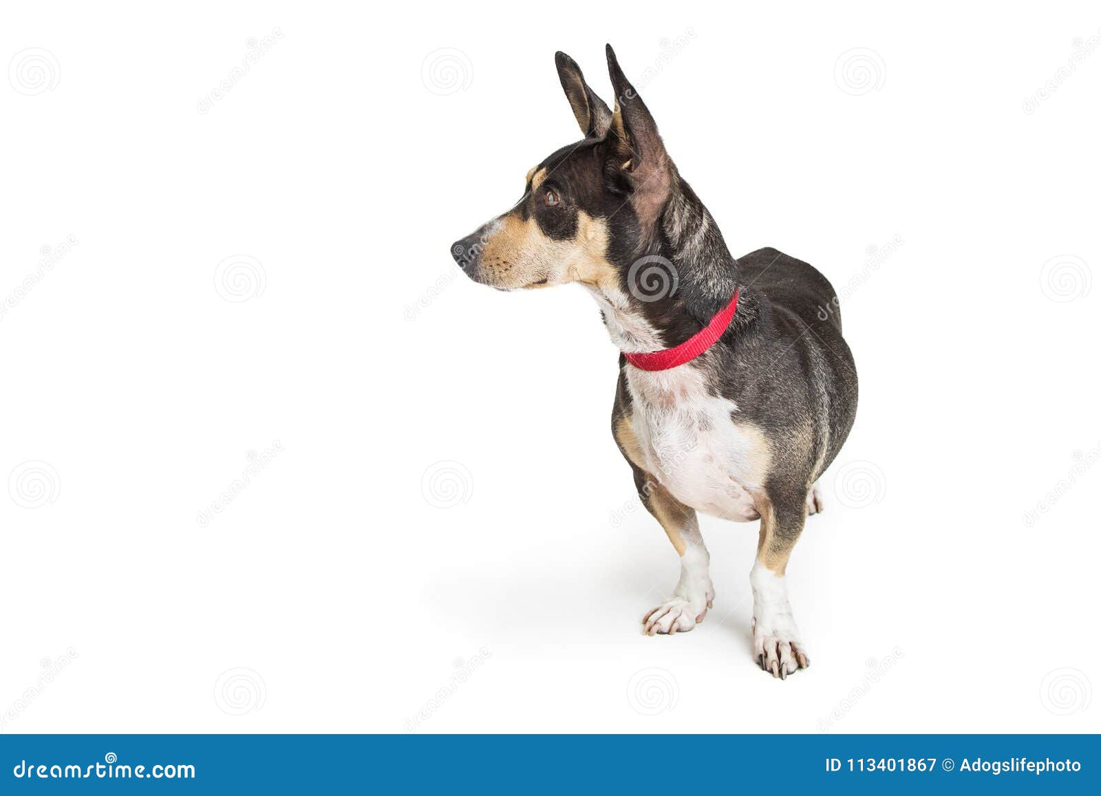 Chihuahua Dog Standing Looking Side Stock Image - Image of studio, side ...