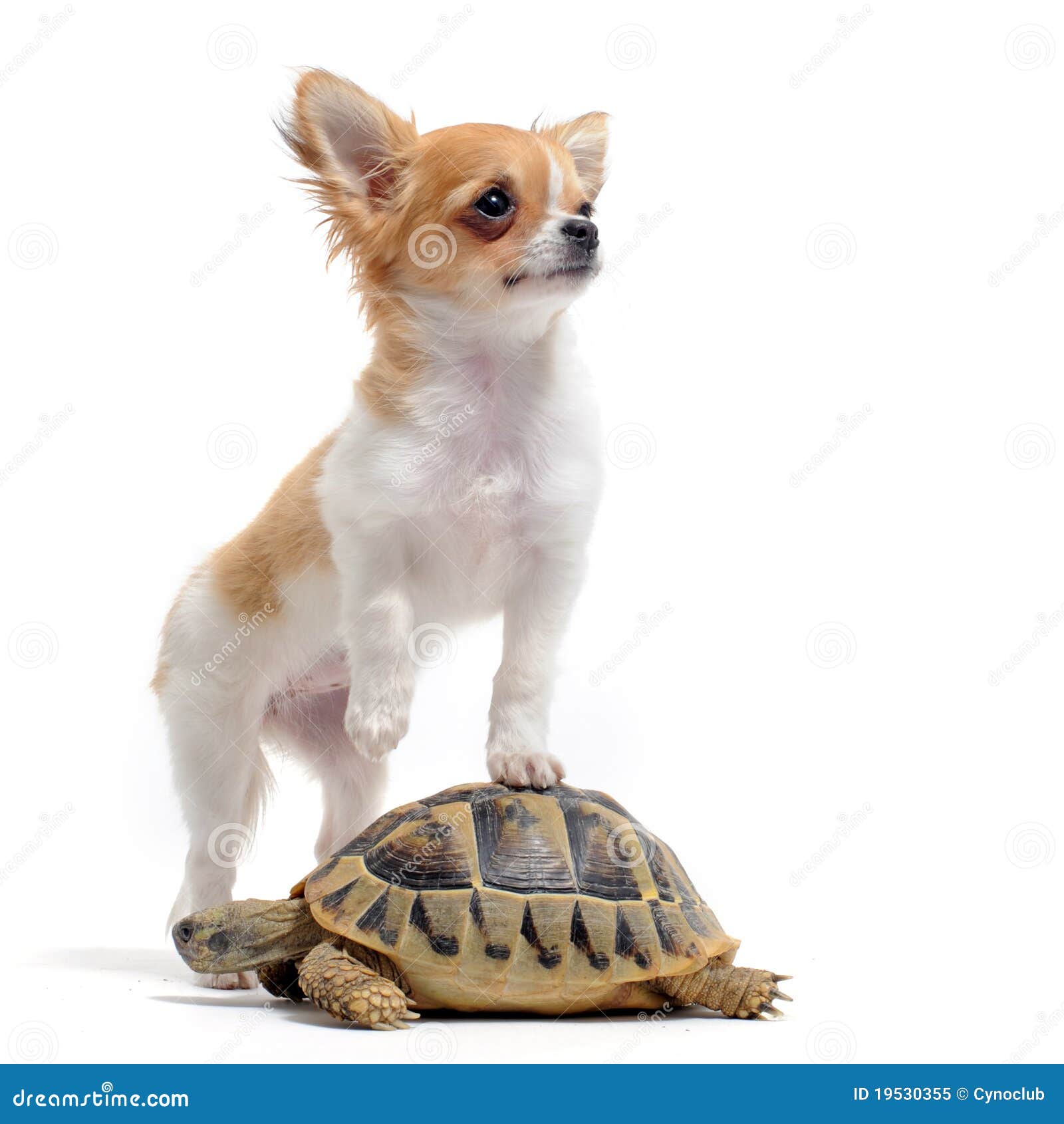 Chihuahua En De Schildpad Van Het Puppy Stock Afbeelding - Image of ...