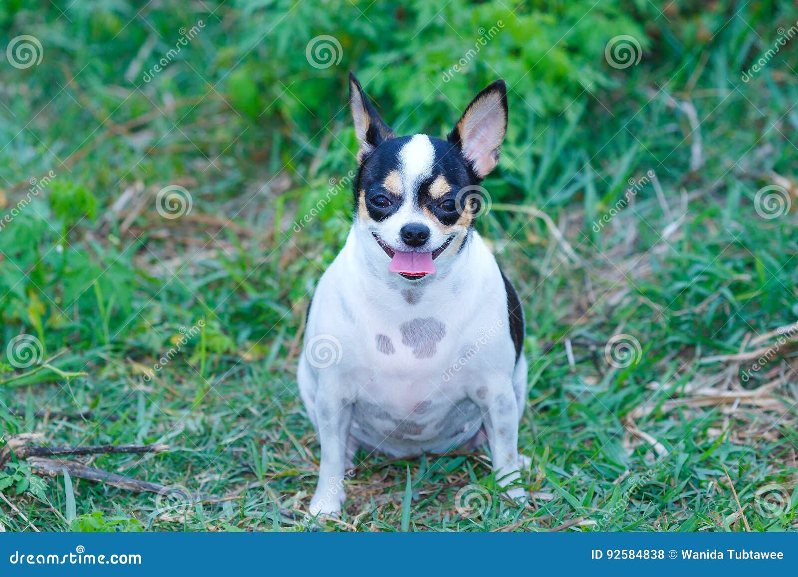 Chihuahua gullig hund arkivfoto. Bild av breckenridge - 92584838