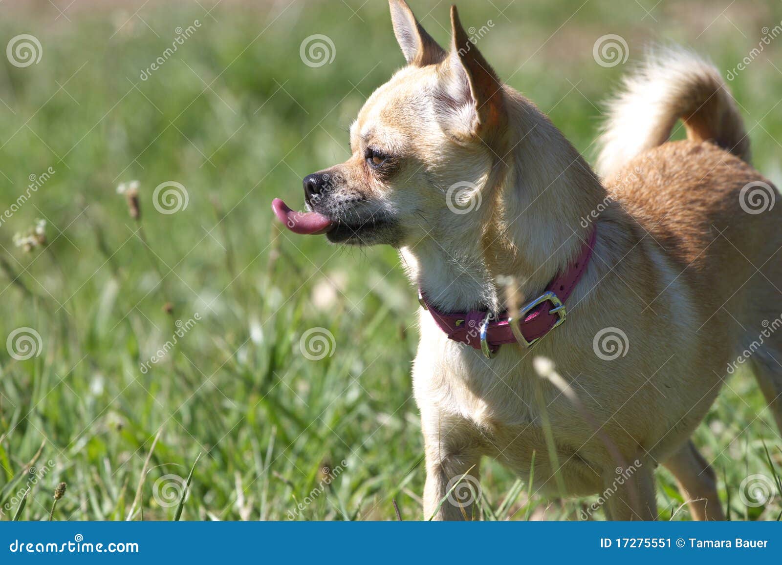 Chihuahua Poking Out Tongue Stock Image - Image of tiny, golden: 17275551 Chihuahua Poking Out Tongue Stock Image - Image of tiny, golden: 17275551