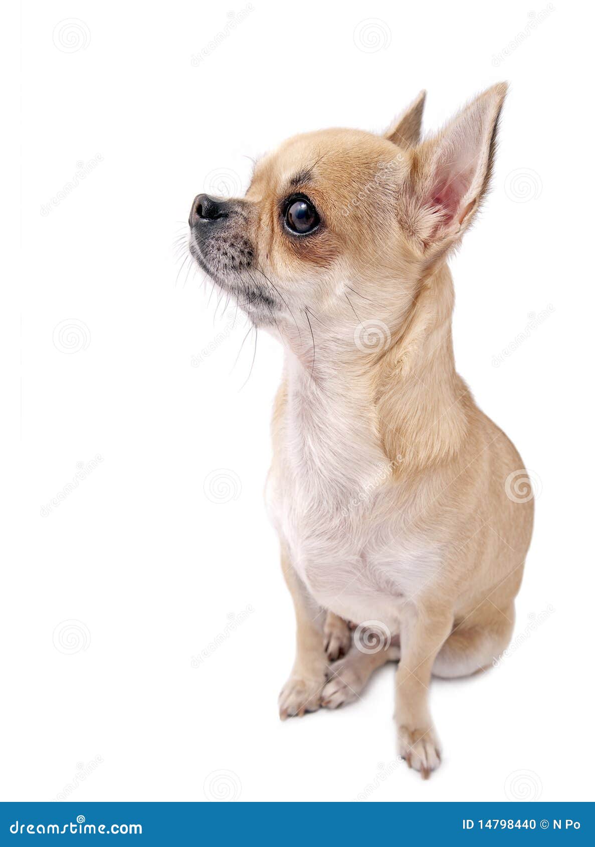 Chihuahua in Profile Isolated Stock Photo - Image of doggy, isolated ...