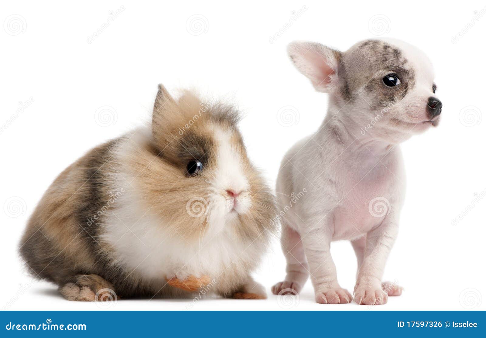 Chihuahua Puppy, 10 Weeks Old, And Rabbit Stock Photo - Image of ...