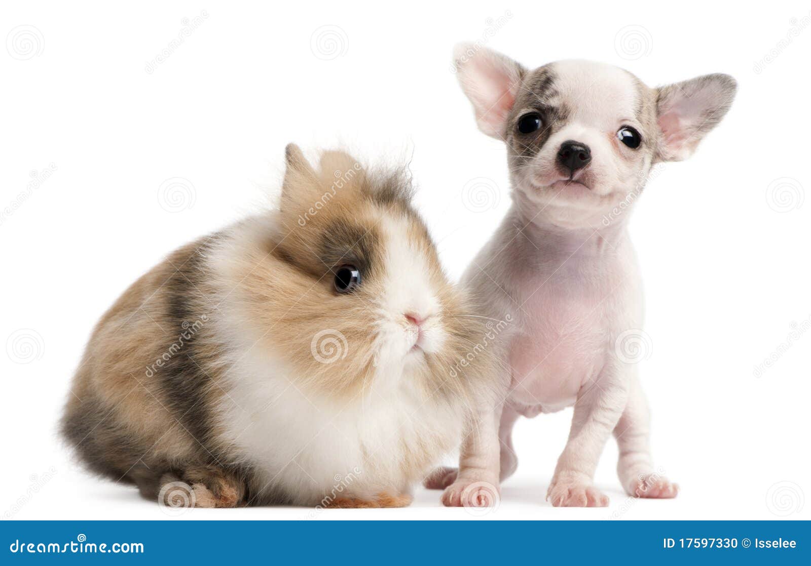 Chihuahua Puppy, 10 Weeks Old, And Rabbit Stock Photo - Image of front ...