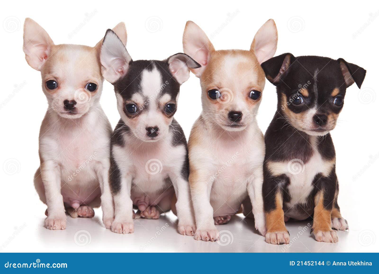 Chihuahua puppy stock photo. Image of purebred, cute - 21452144