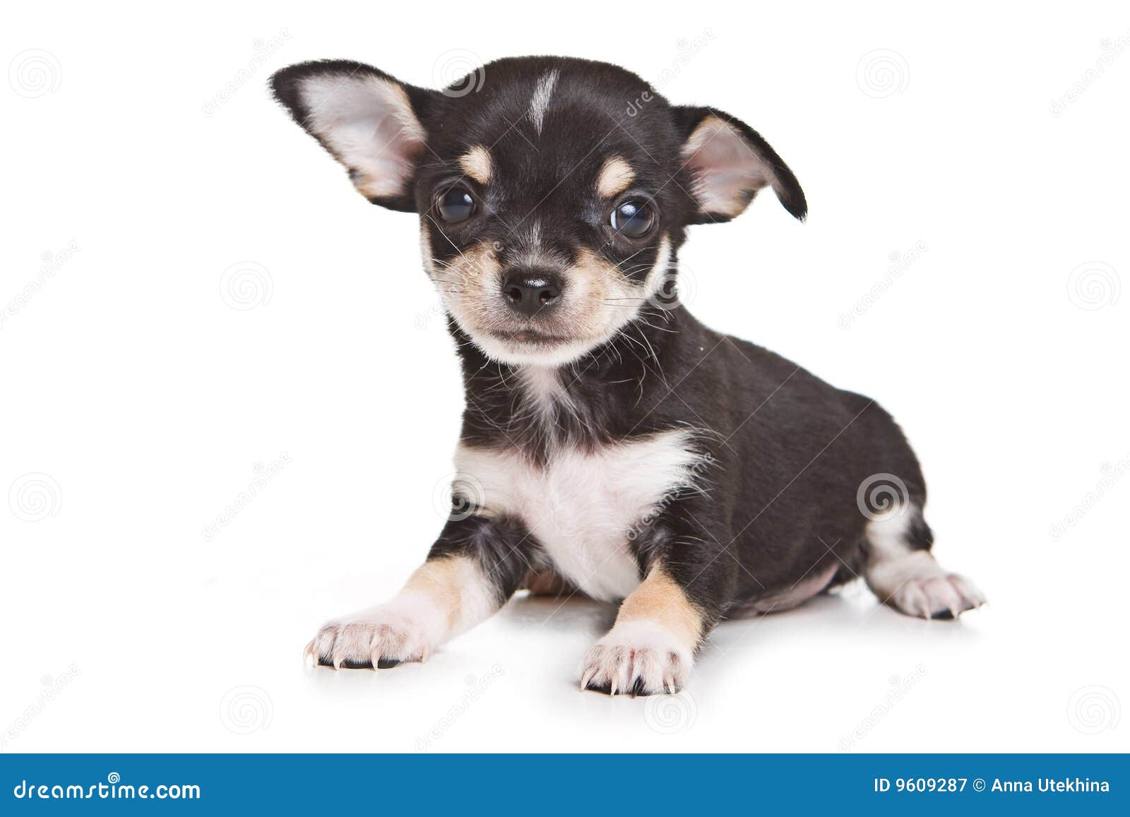 Chihuahua puppy stock image. Image of domestic, pedigree - 9609287