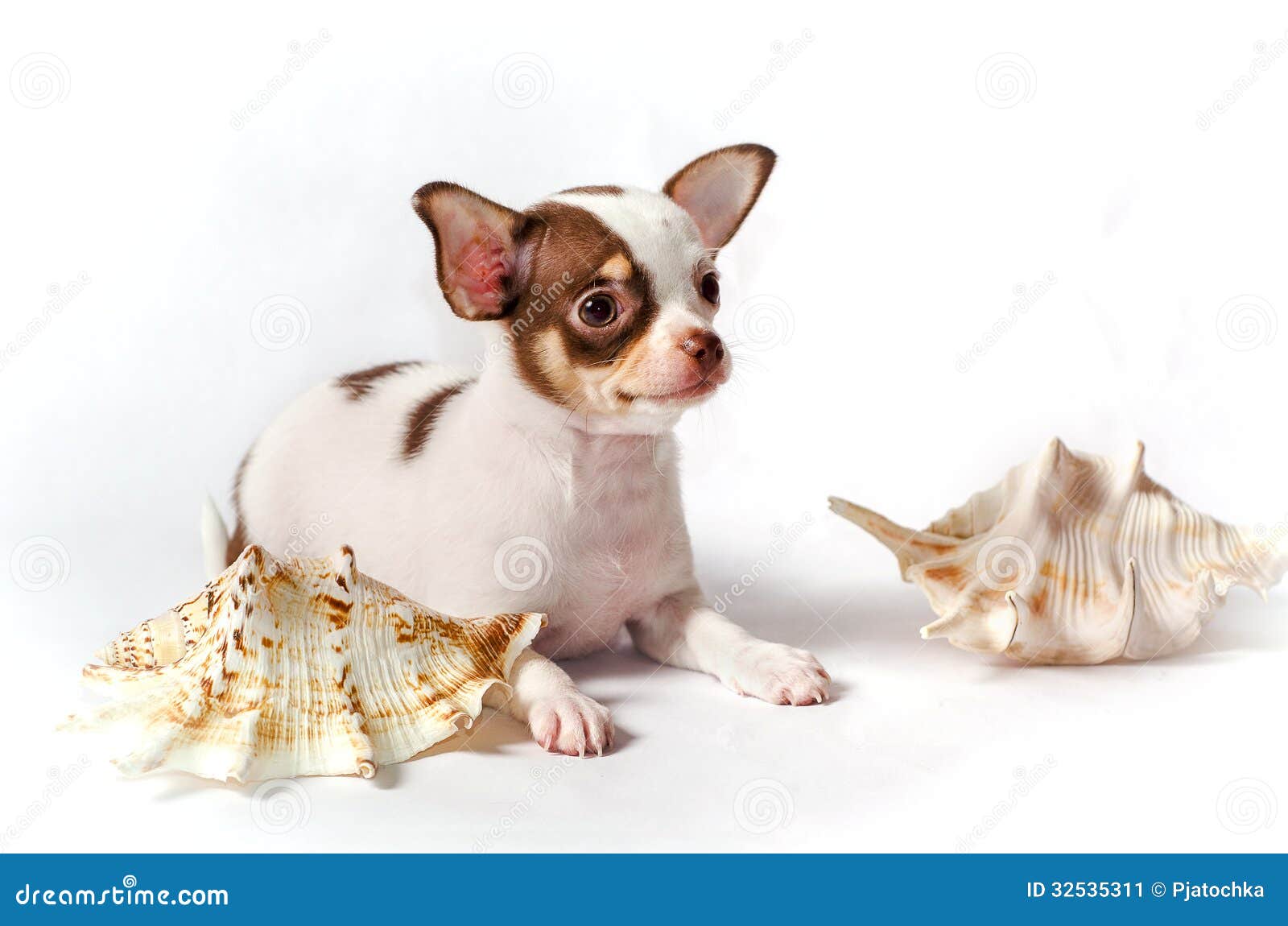 Chihuahua Puppy with Shells Stock Image - Image of cute, shells: 32535311