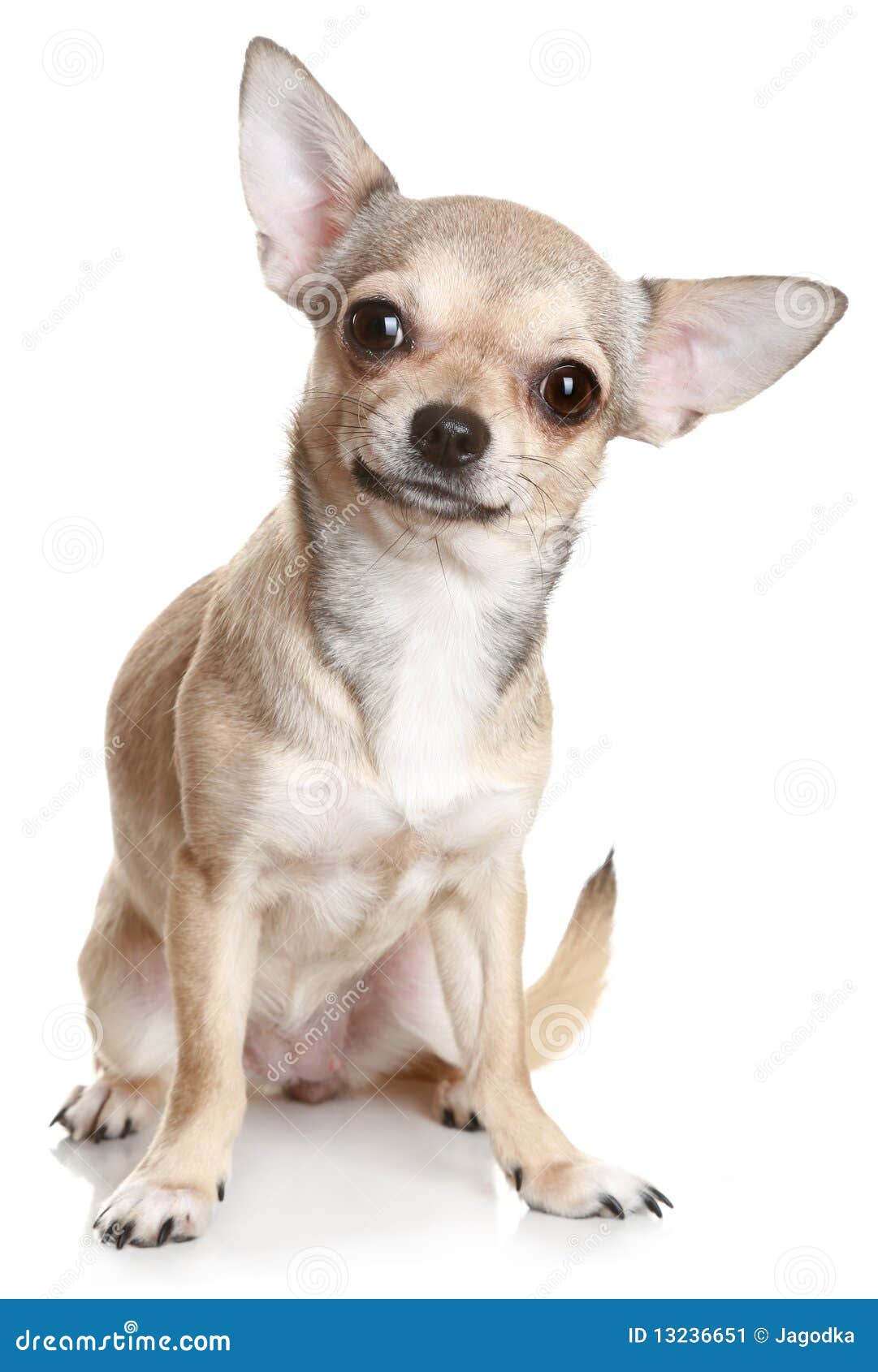 Chihuahua Que Se Sienta Verticalmente En Blanco Imagen de archivo ...