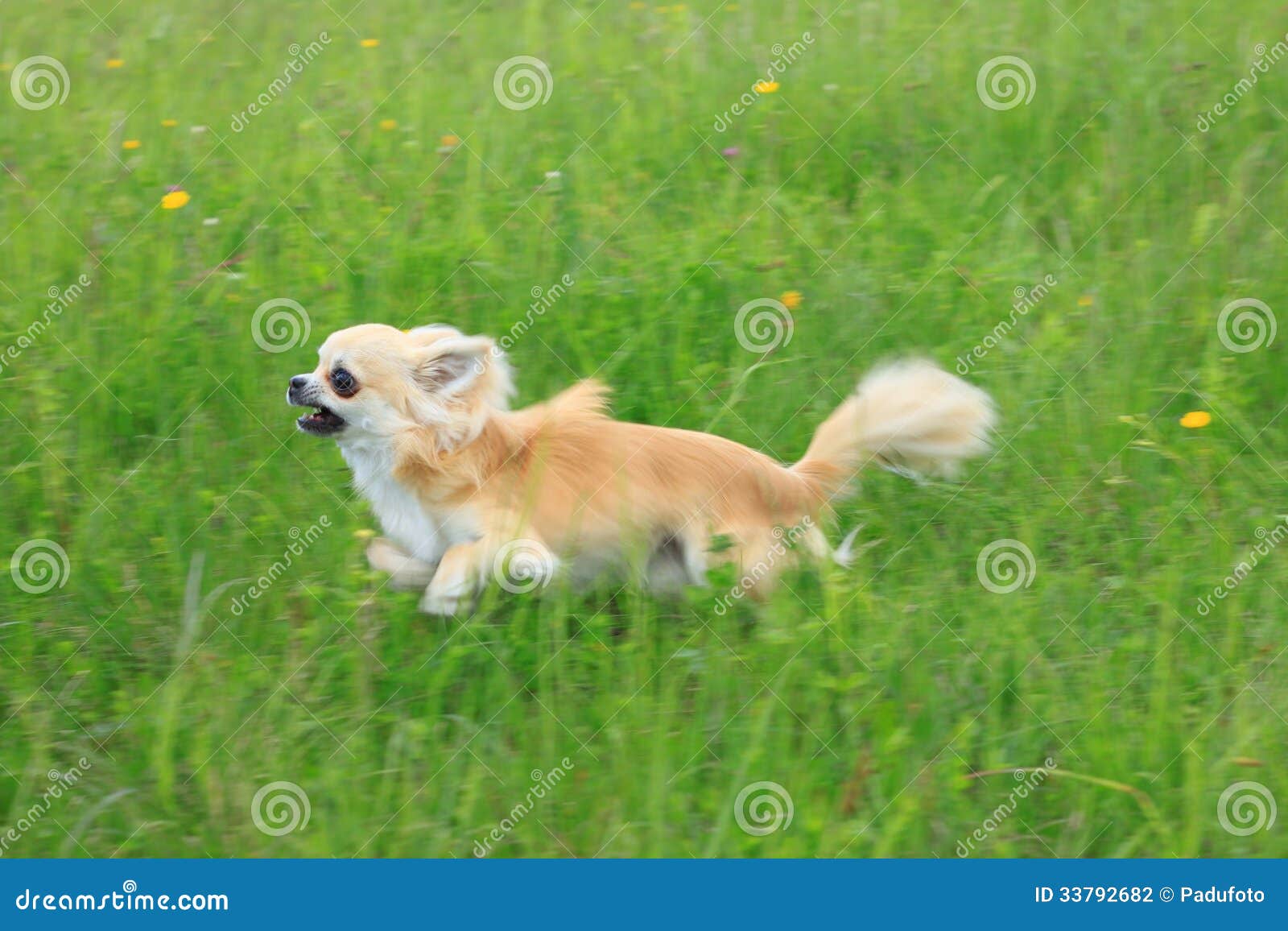 Chihuahua running stock photo. Image of eyes, little - 33792682