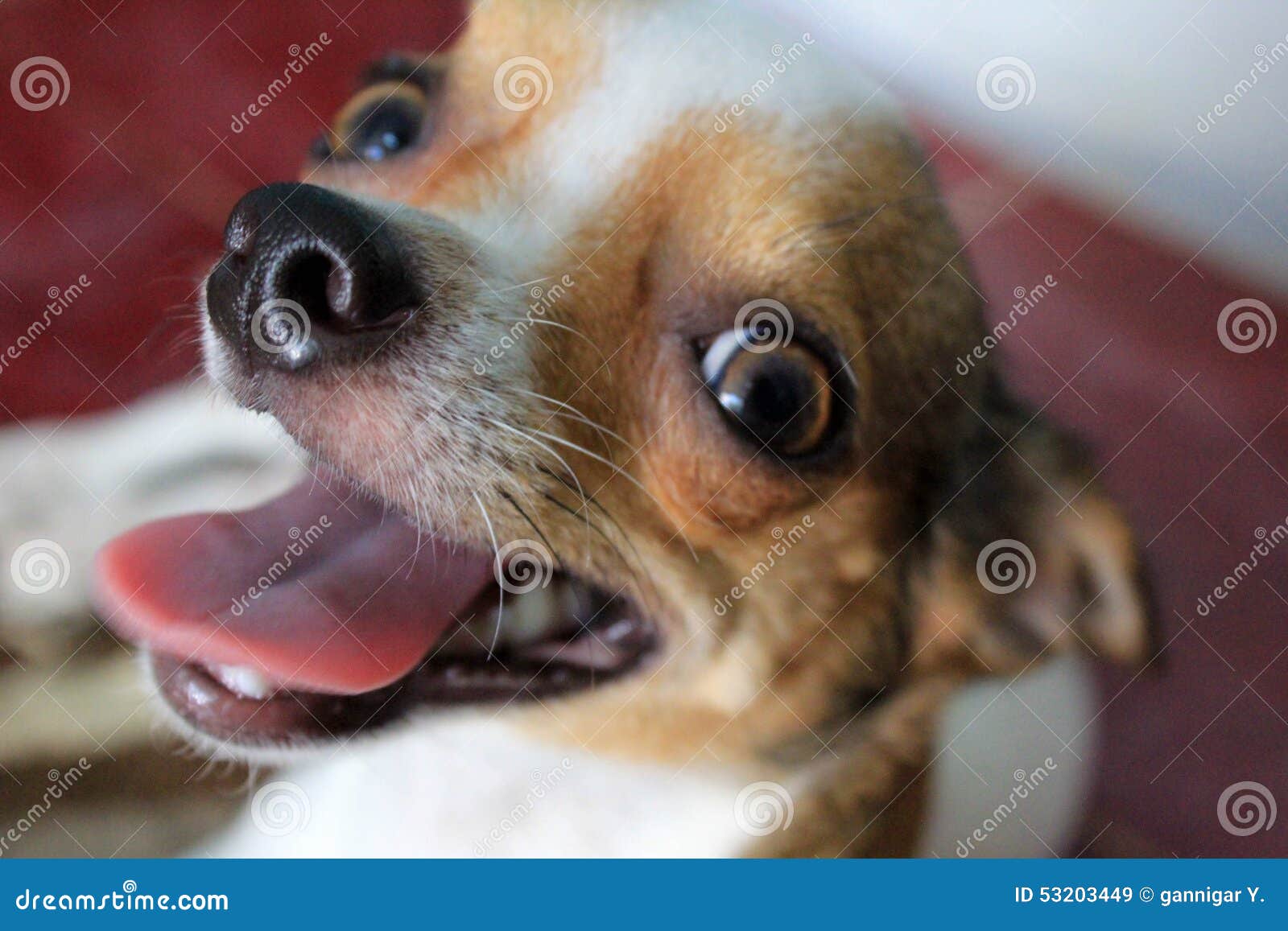 Chihuahua smile stock image. Image of smile, dogs, chihuahua - 53203449