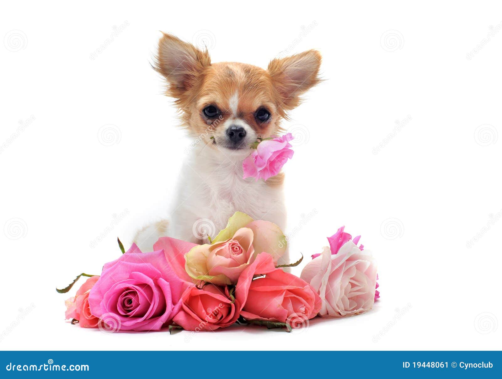 Chihuahua Y Flor Del Perrito Imagen de archivo - Imagen de estudio ...