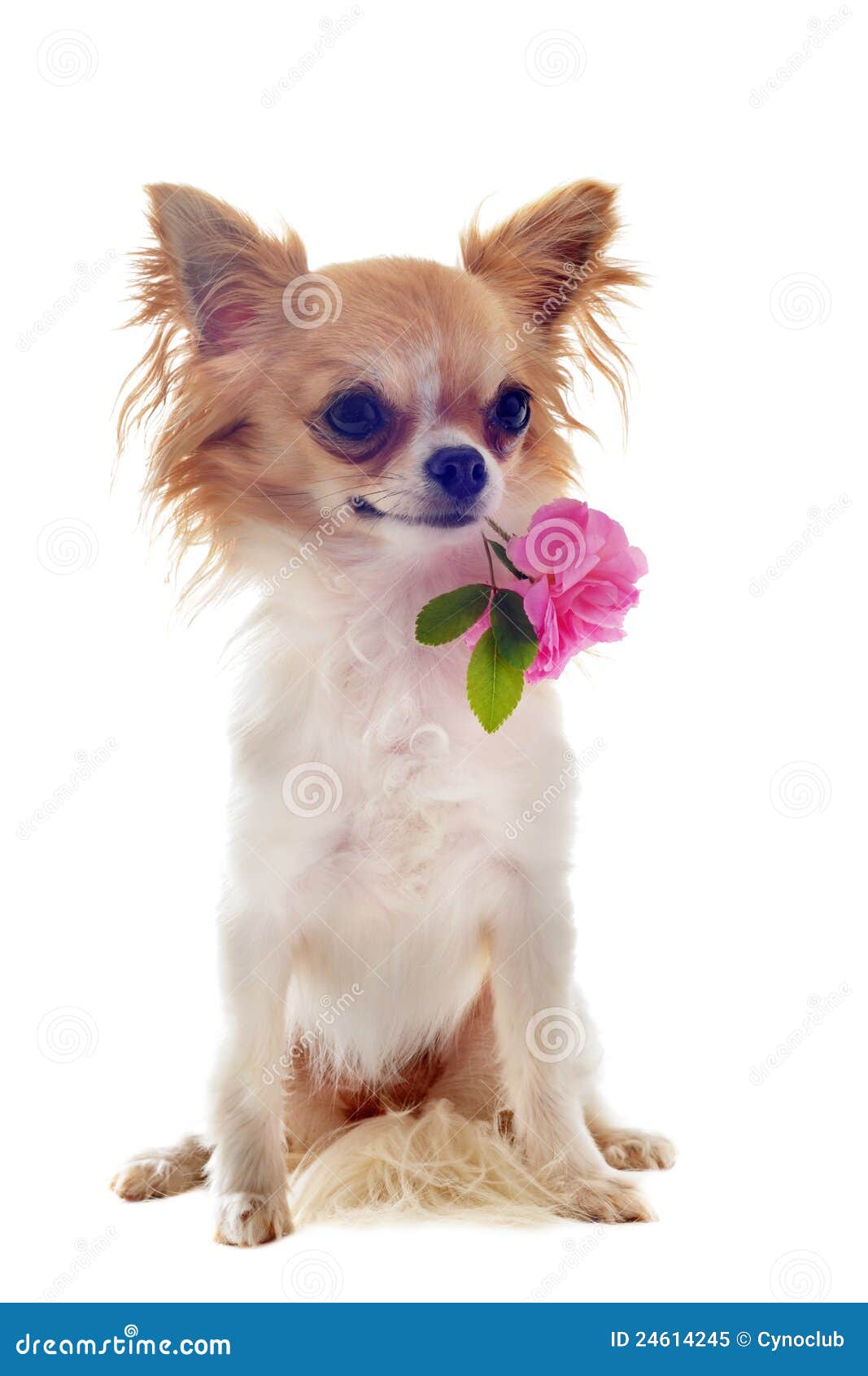 Chihuahua Y Flor Del Perrito Imagen de archivo - Imagen de estudio ...