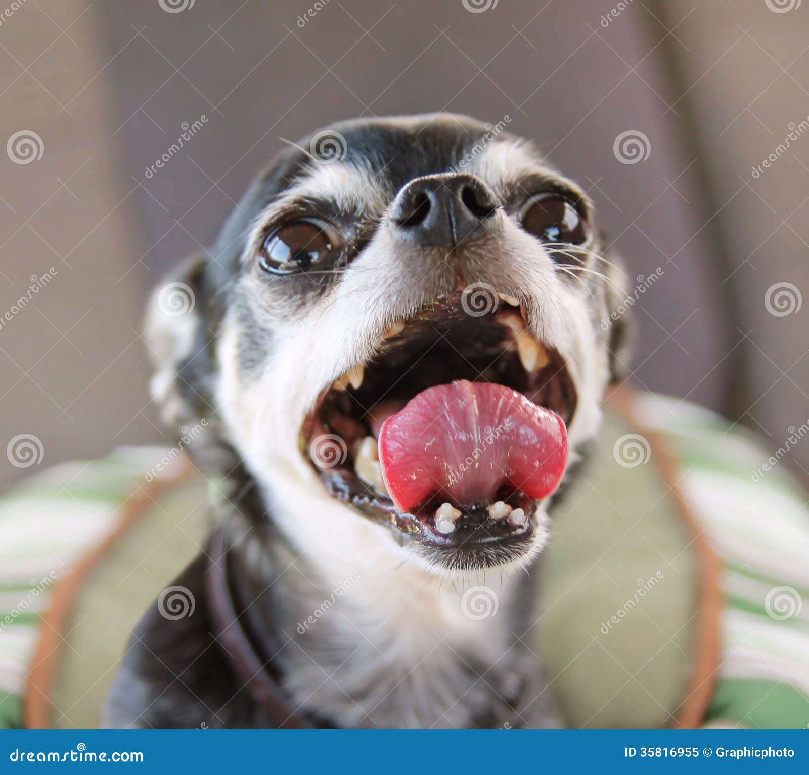 Chihuahuakeuchen stockbild. Bild von nett, zähne, brut - 35816955