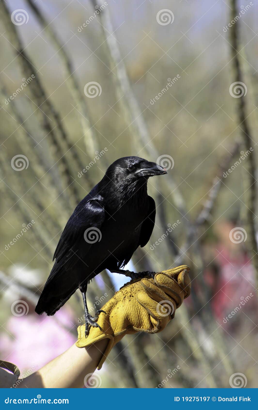 Chihuahuan Raven stock image. Image of desert, crow, gloved - 19275197