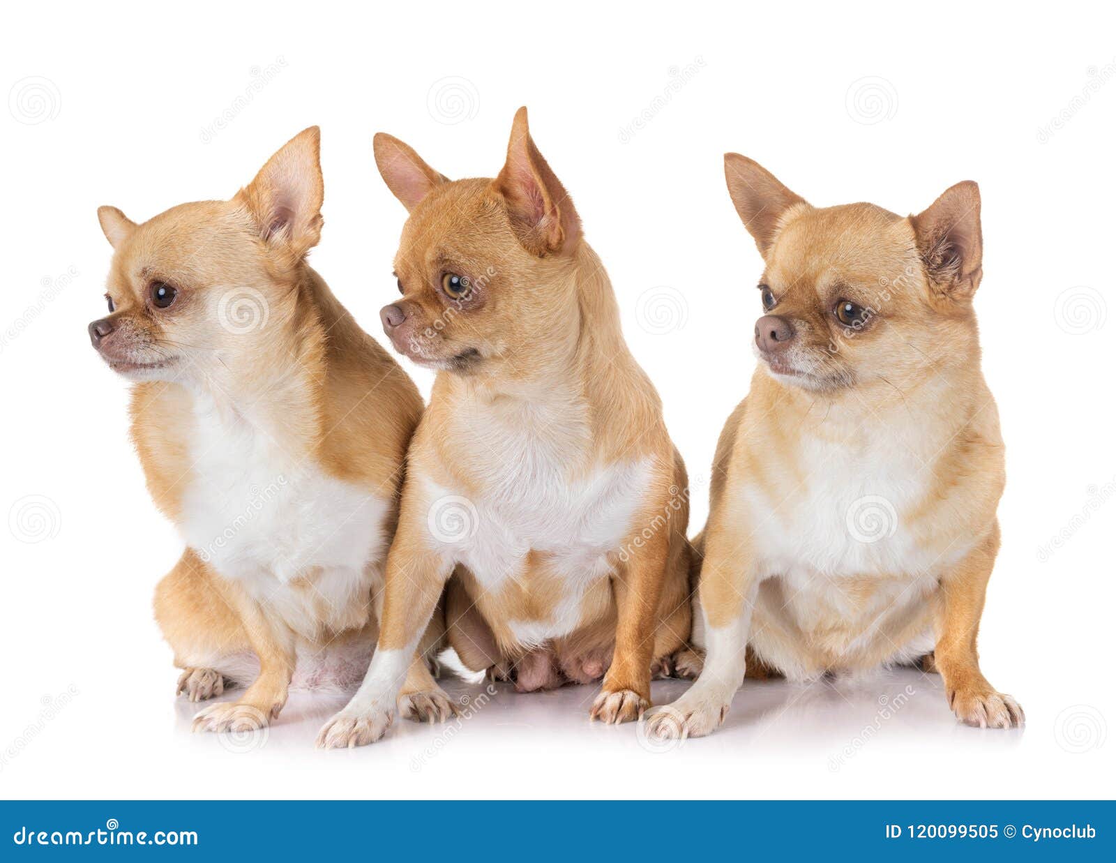 Chihuahuas in studio stock afbeelding. Image of groep - 120099505