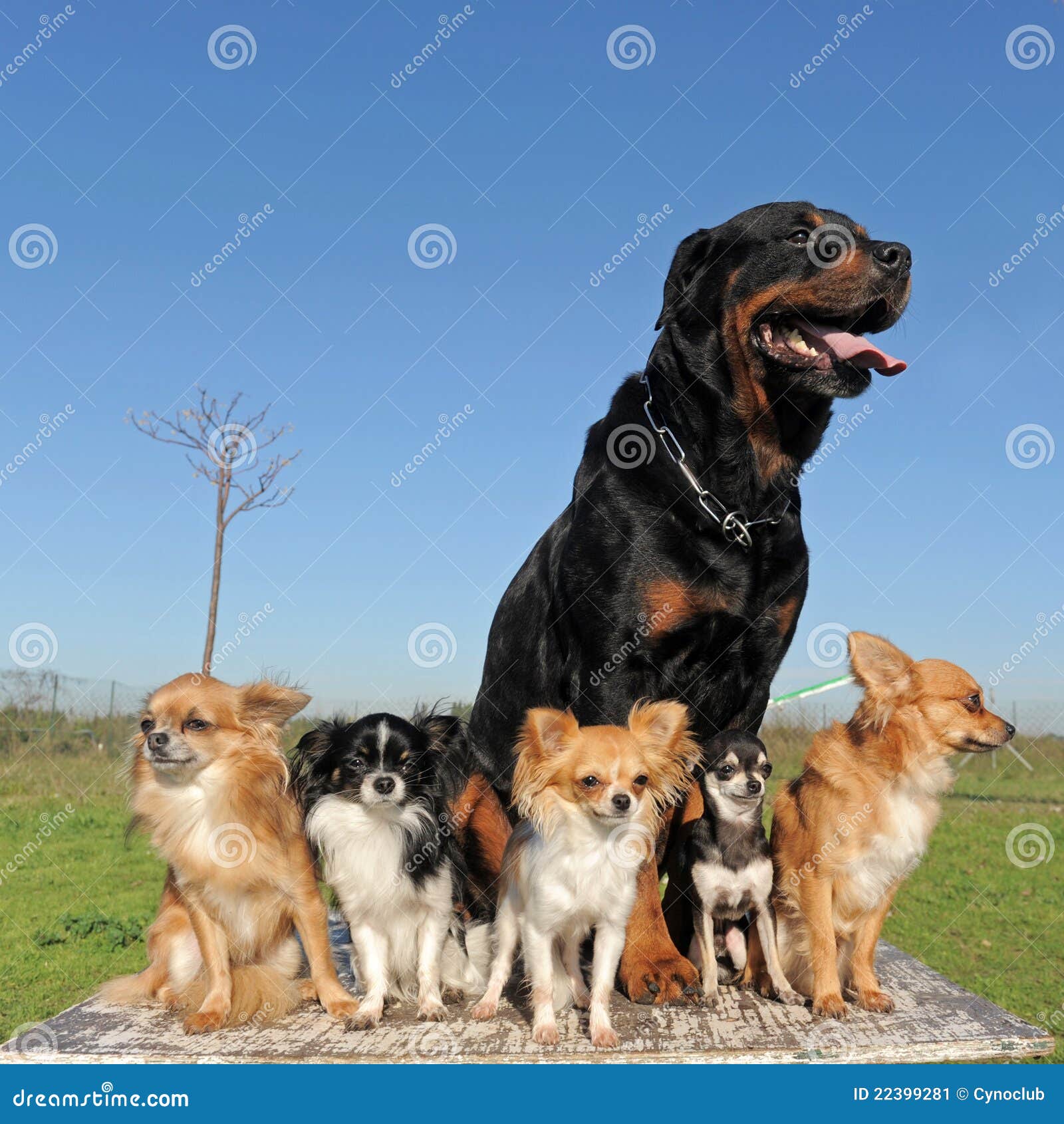 Chihuahuas y rottweiler imagen de archivo. Imagen de perrito - 22399281