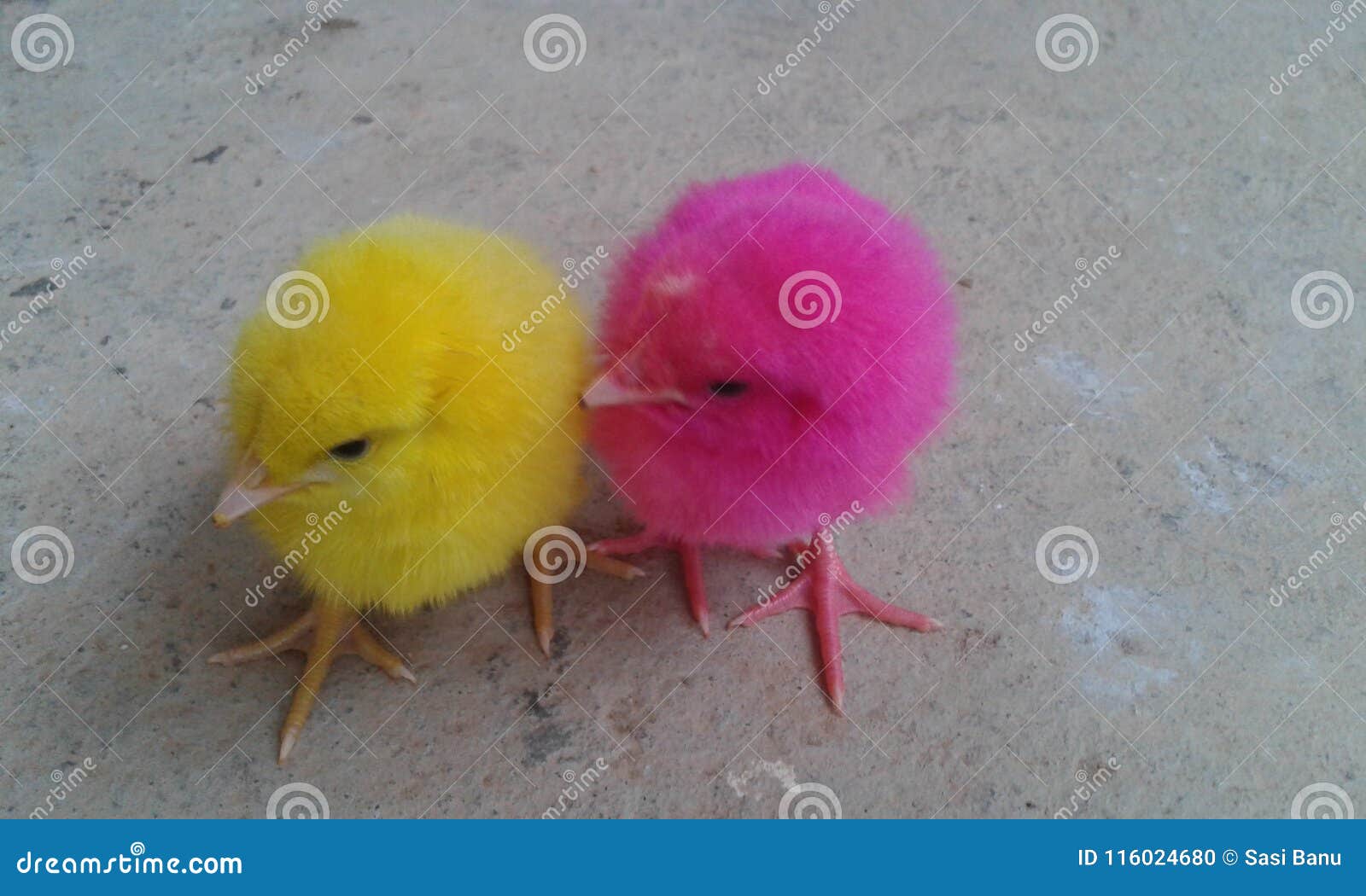 Chik stock photo. Image of beautiful, young, chik, colourful - 116024680