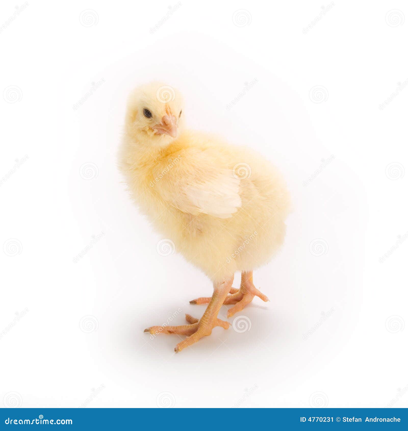 Chiken stock image. Image of fluffy, easter, chickens - 4770231