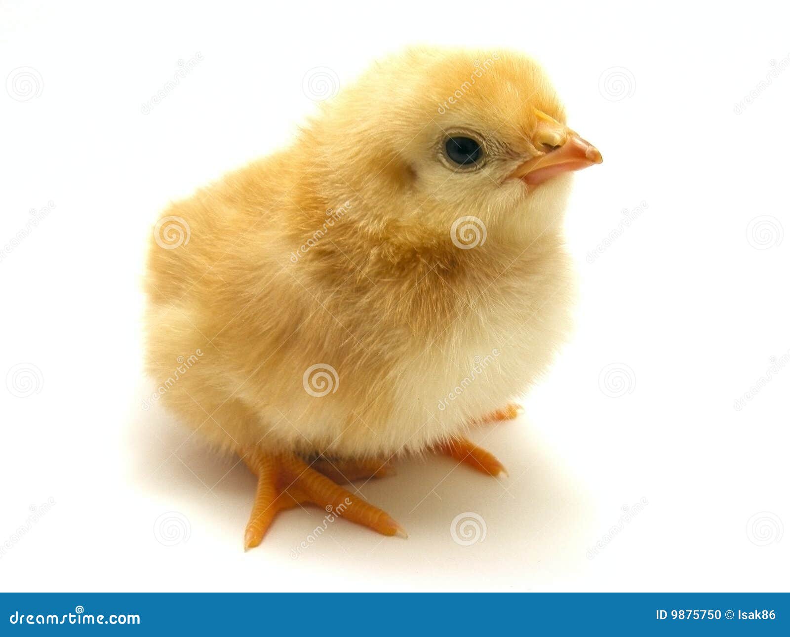 Chiken photo stock. Image du ferme, petit, curiosité, aile - 9875750