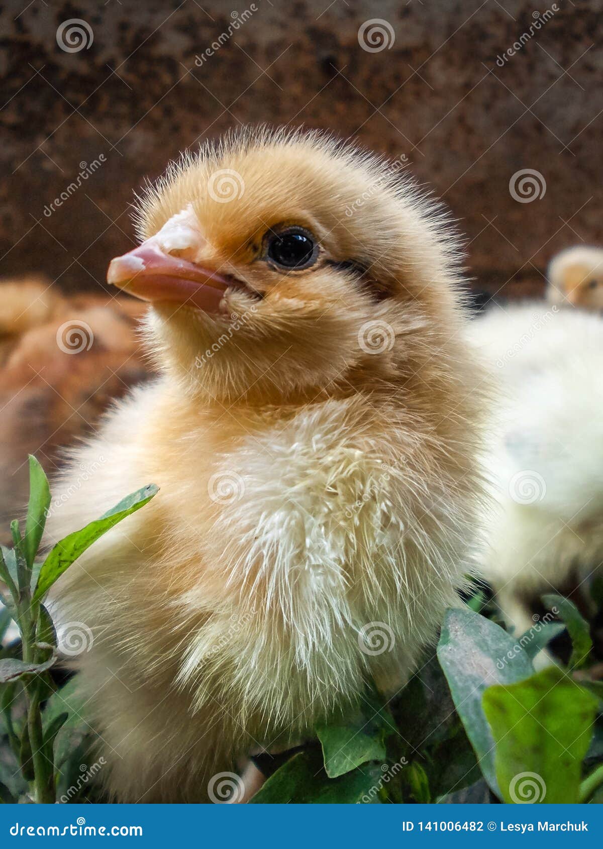 Chiken in the green grass. stock photo. Image of beauty - 141006482