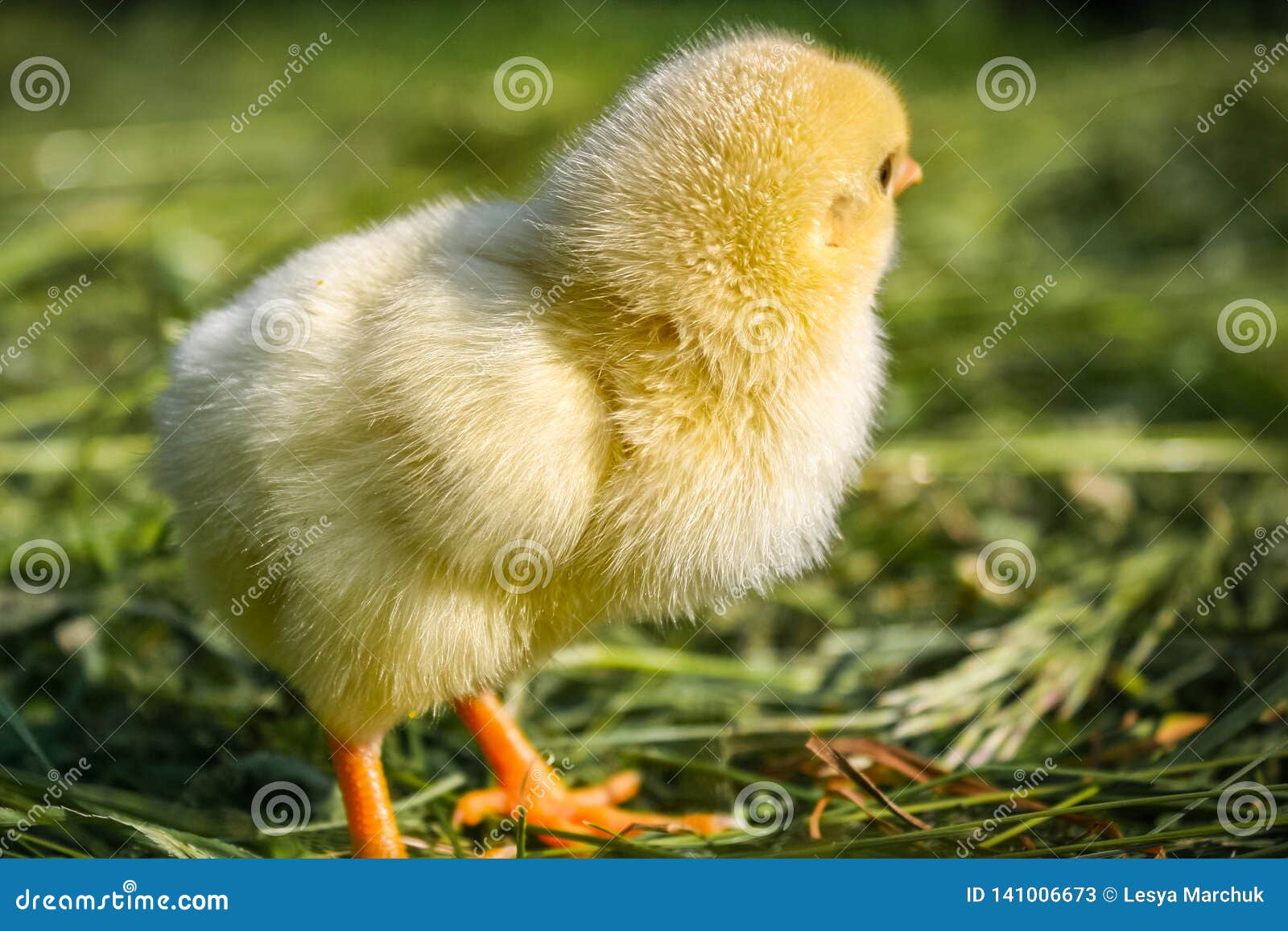Chiken in the green grass. stock image. Image of adorable - 141006673