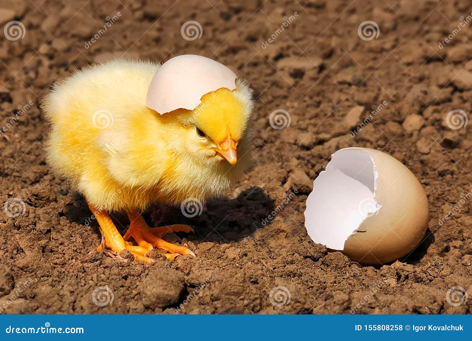 Chiken hatching stock photo. Image of livestock, chicken - 155808258