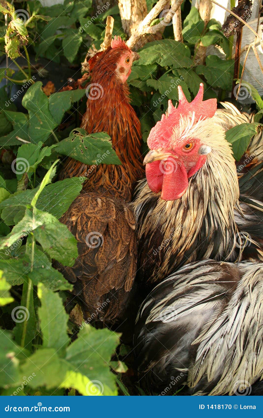 Chikens stock photo. Image of chiken, chicken, animals - 1418170