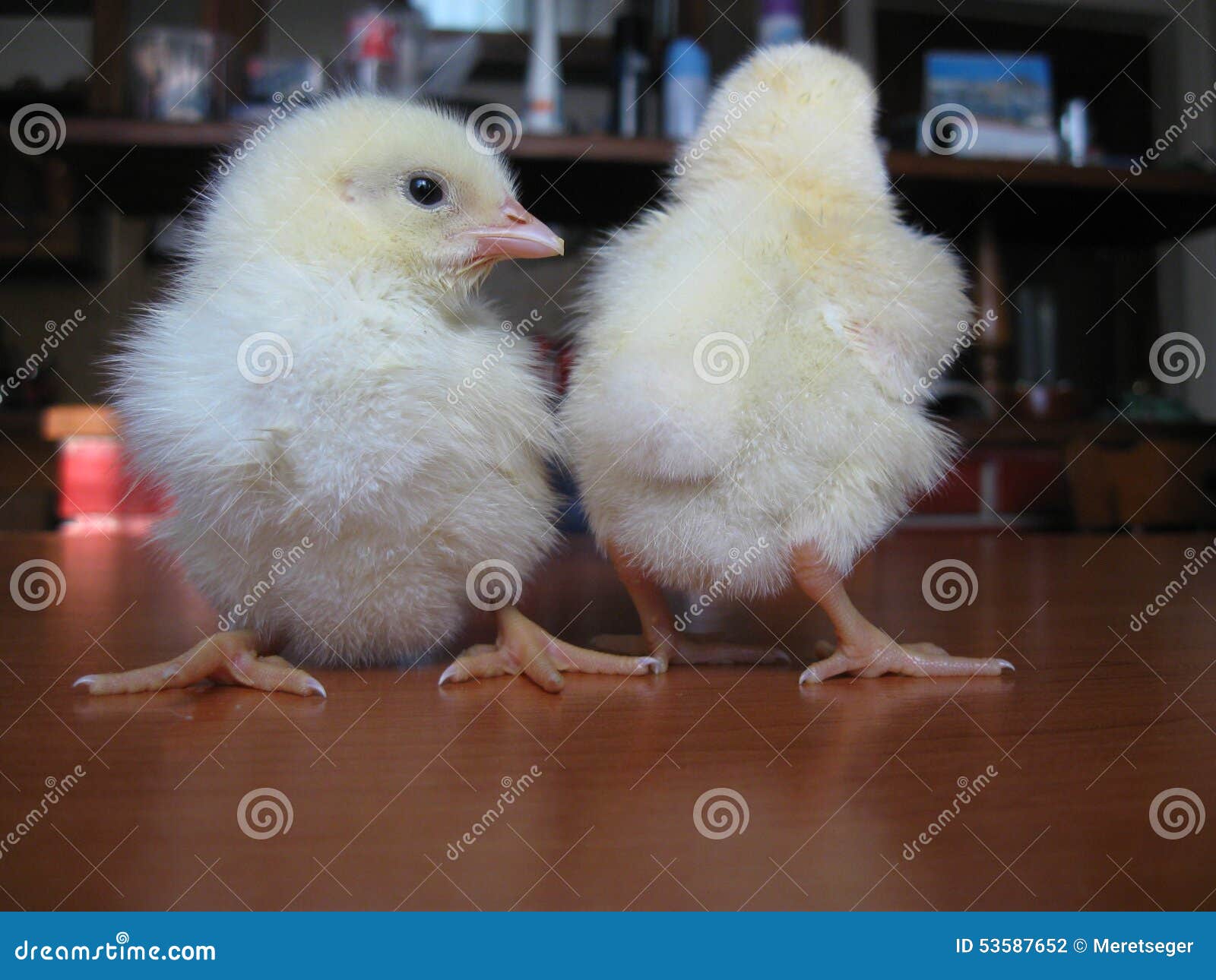 Chikins stock photo. Image of chikins, chicken, grass - 53587652