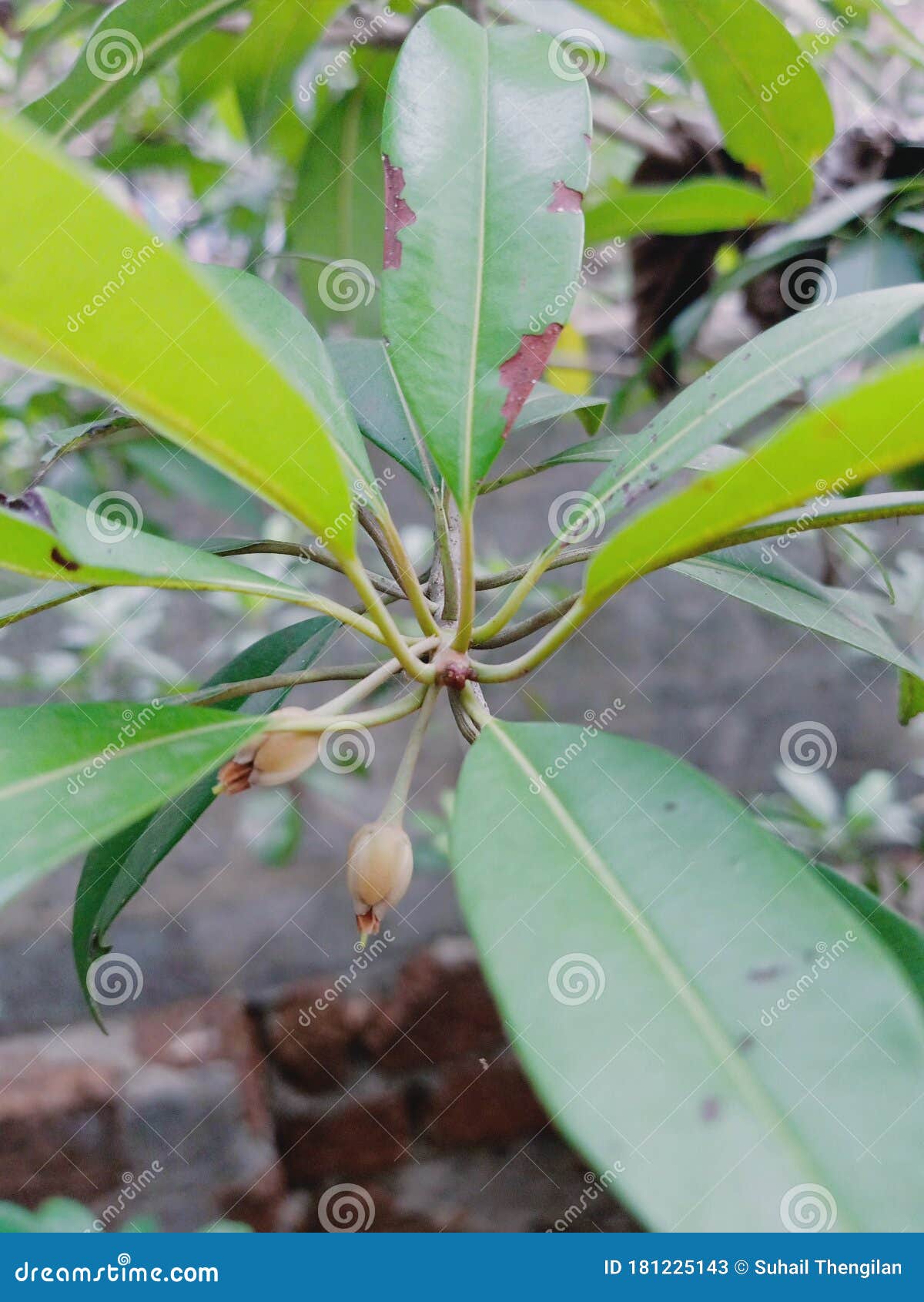 Chikku flower on tree stock image. Image of green, blossom - 181225143