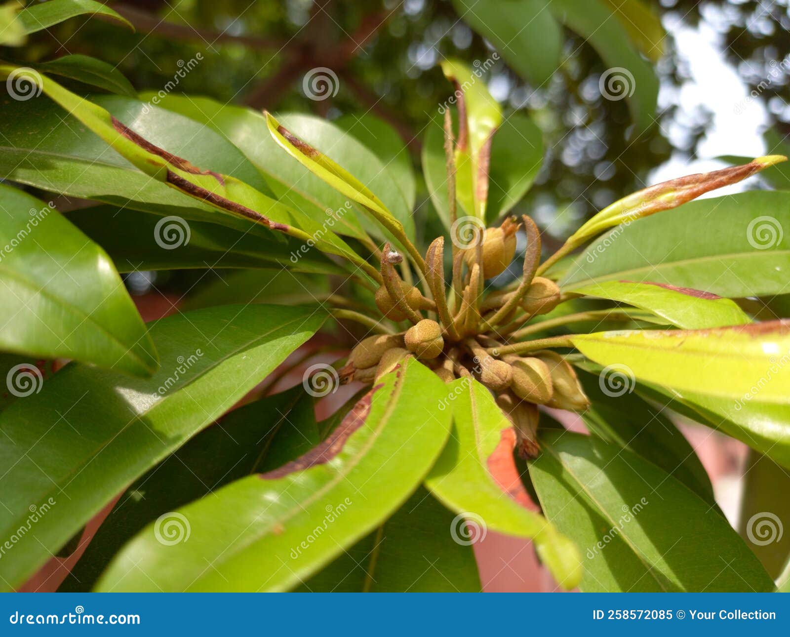 Chikku plant stock image. Image of plant, tree, blossom - 258572085