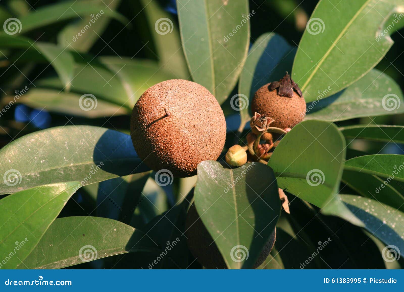 Chikoo fruit stock image. Image of sunny, chikoo, brown - 61383995