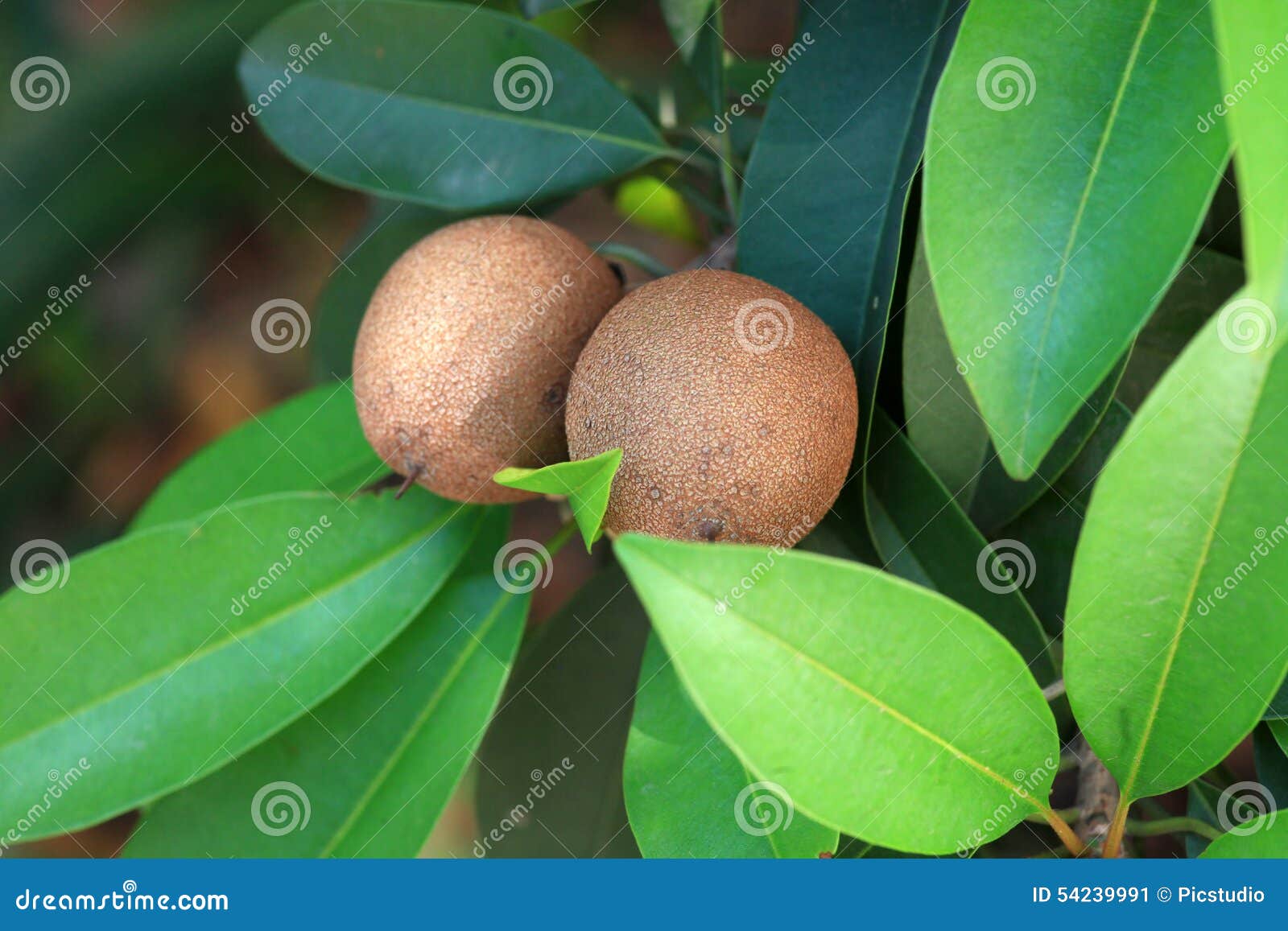 Chikoo fruit stock image. Image of sweet, yummy, healthy - 54239991