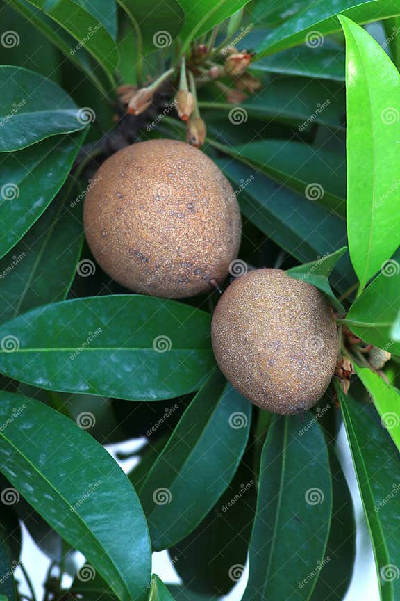 Chikoo fruit stock photo. Image of chikoo, plant, fruit - 56872292