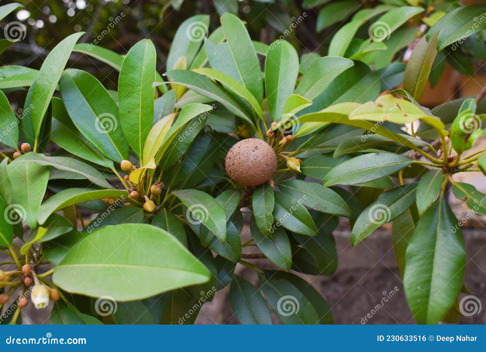 Chikoo Fruit Brown in Color on Tree Branch Stock Photo - Image of malt ...