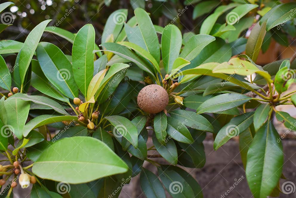 Chikoo Fruit Brown in Color on Tree Branch Stock Photo - Image of malt ...