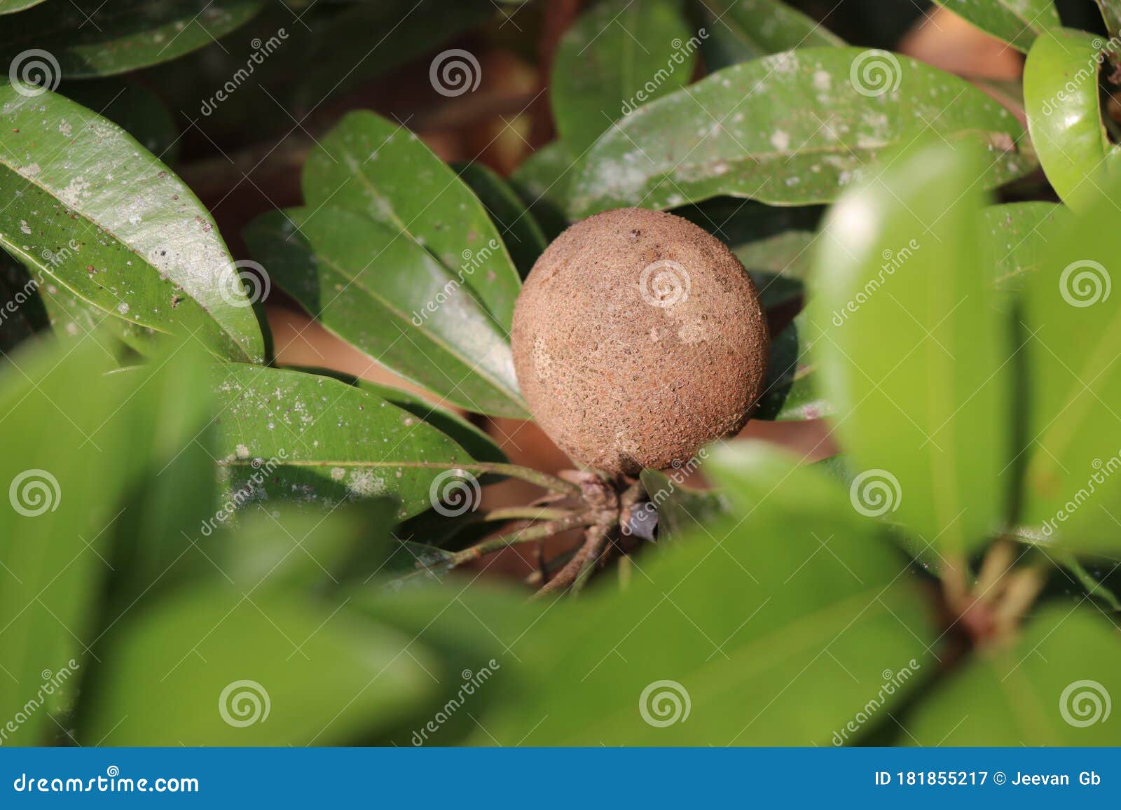 Chikoo or Sapota Plant with Growing Chickoo between Leaves Stock Image ...