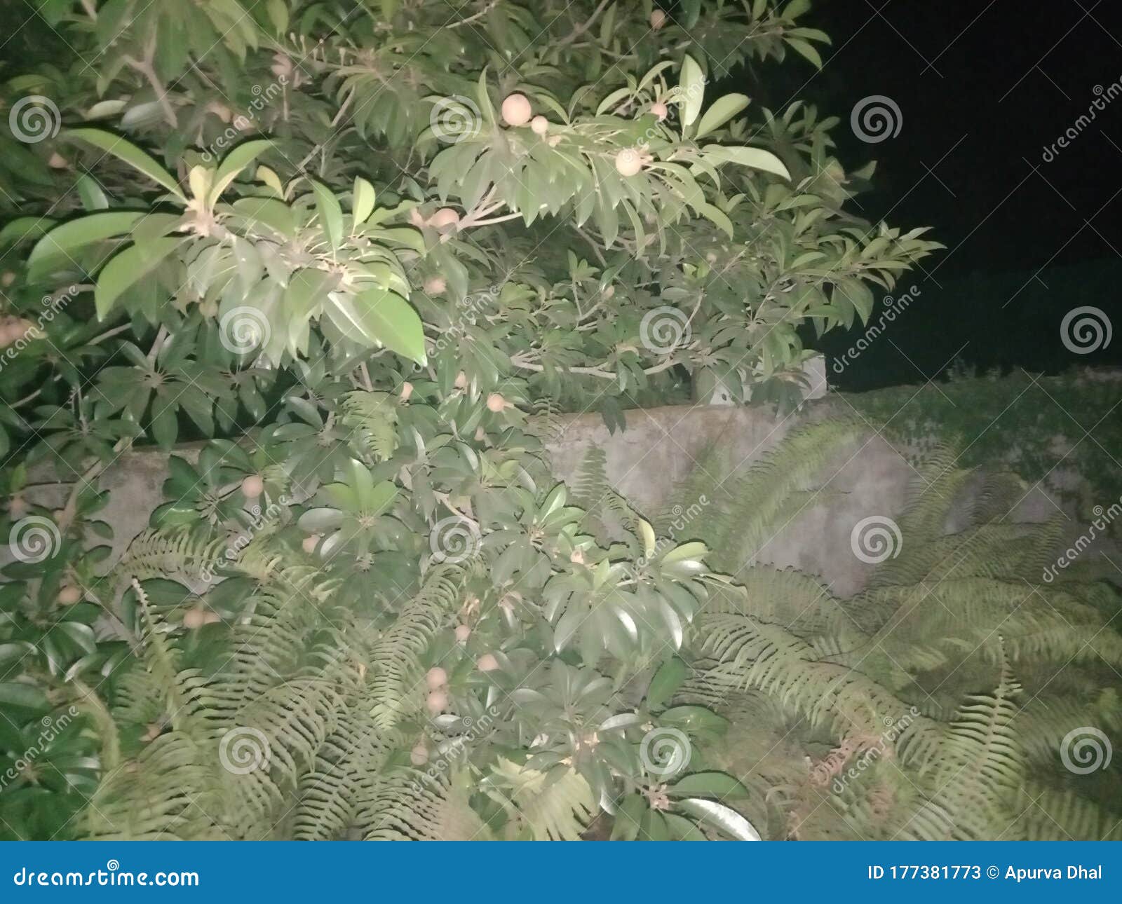 A Chikoo Tree from a Chikkoo Farm Stock Image - Image of texture ...