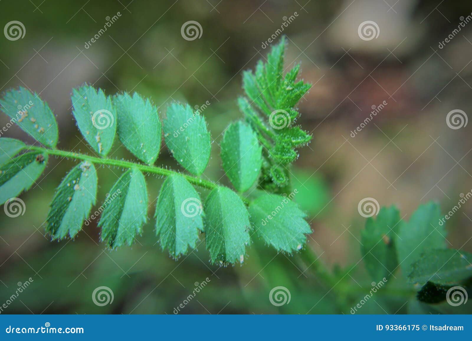 Chickpea leaf stock image. Image of color, chickpea, soil - 93366175