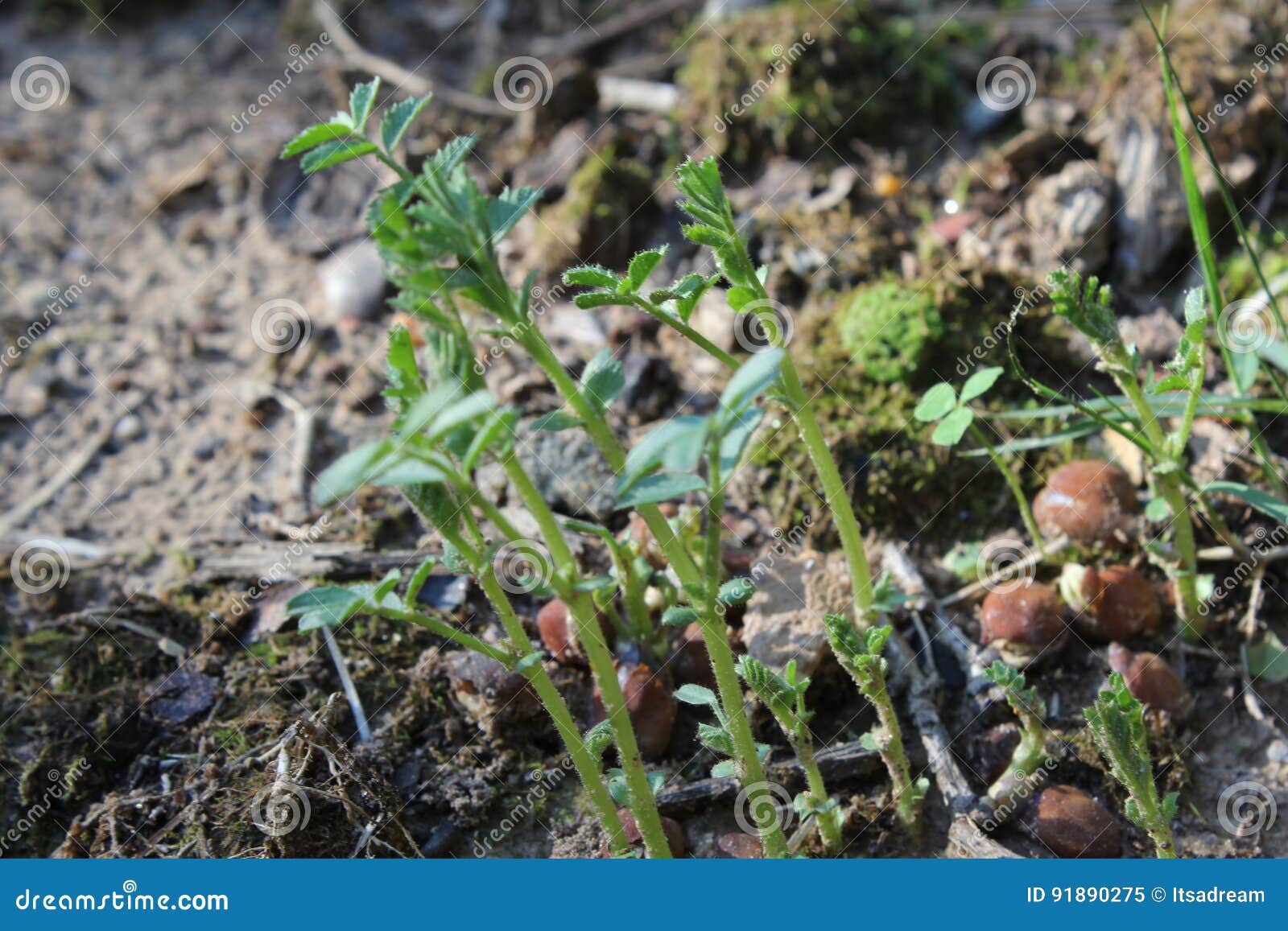 Chikpea sprouts in ground. stock image. Image of soil - 91890275
