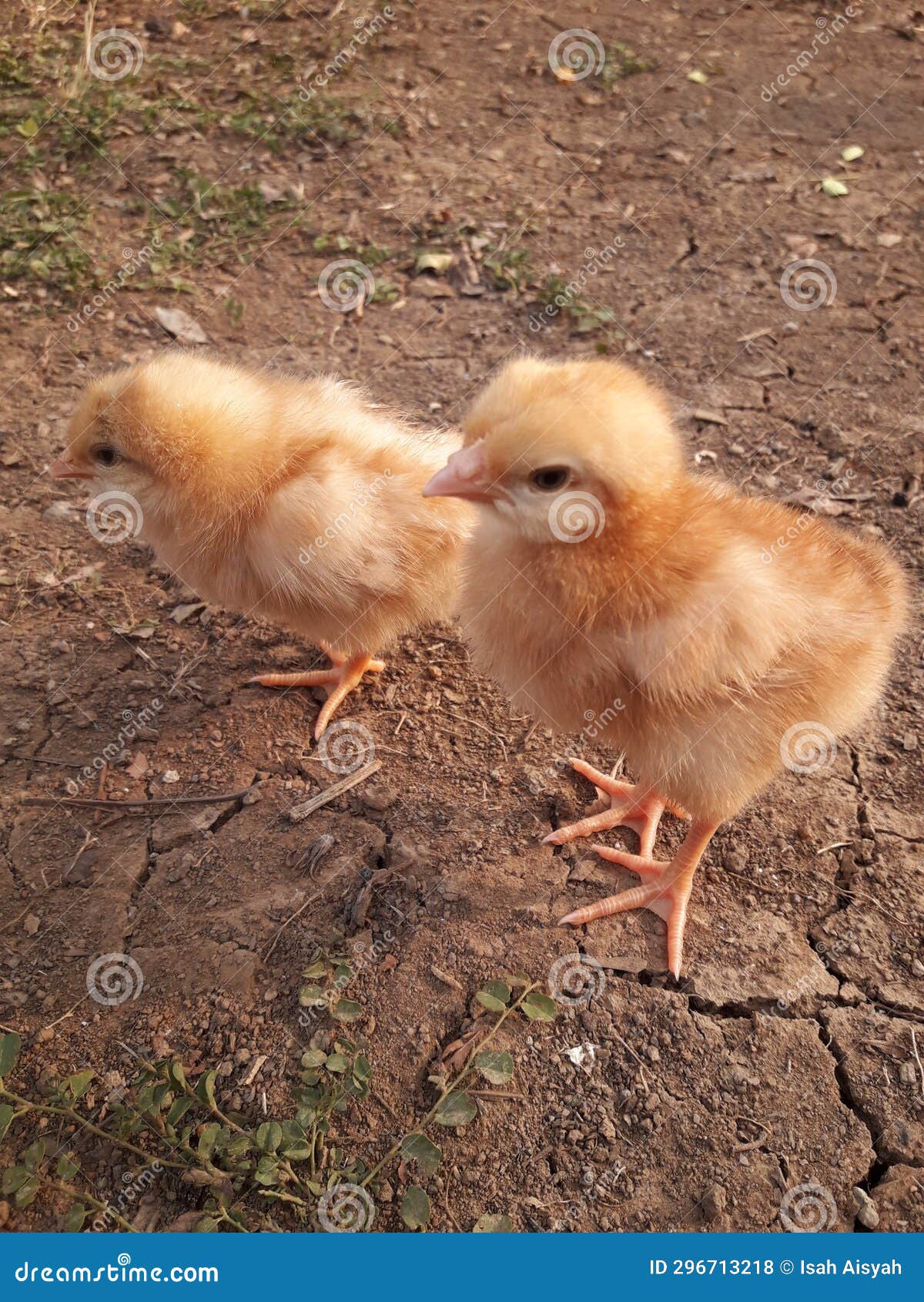Chiks on the ground stock photo. Image of quail, chiks - 296713218
