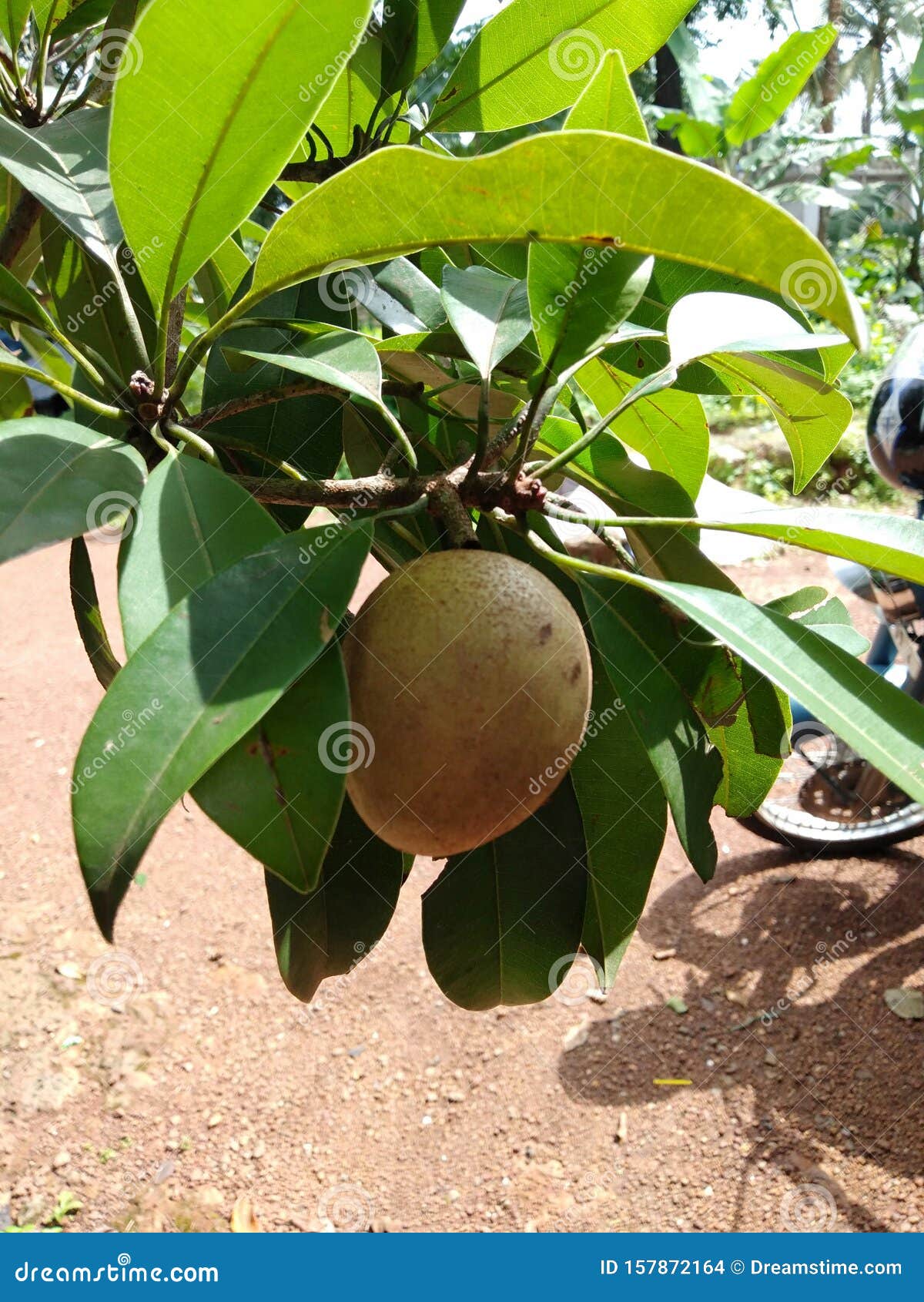 Chiku stock photo. Image of chiku, fruit, awesome, fresh - 157872164