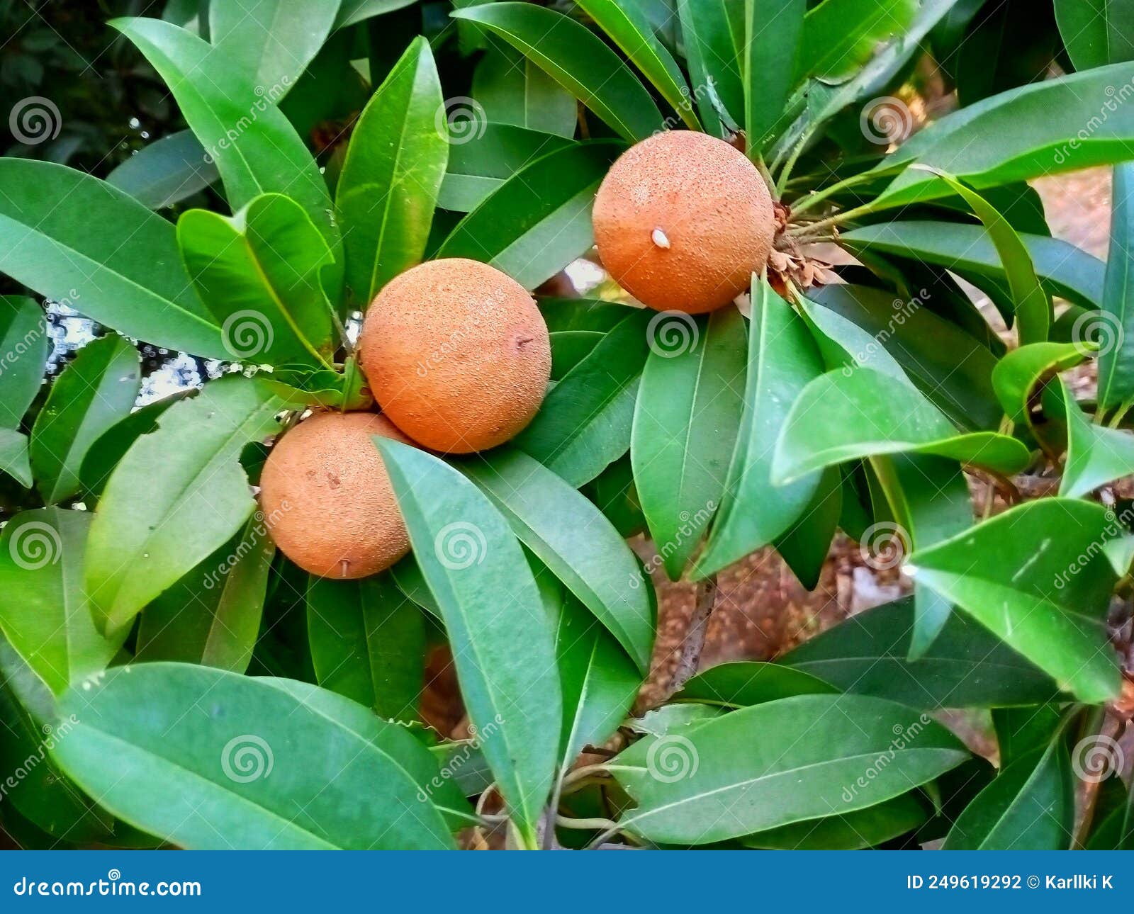 Chiku friut in chiku tree stock photo. Image of tropics - 249619292