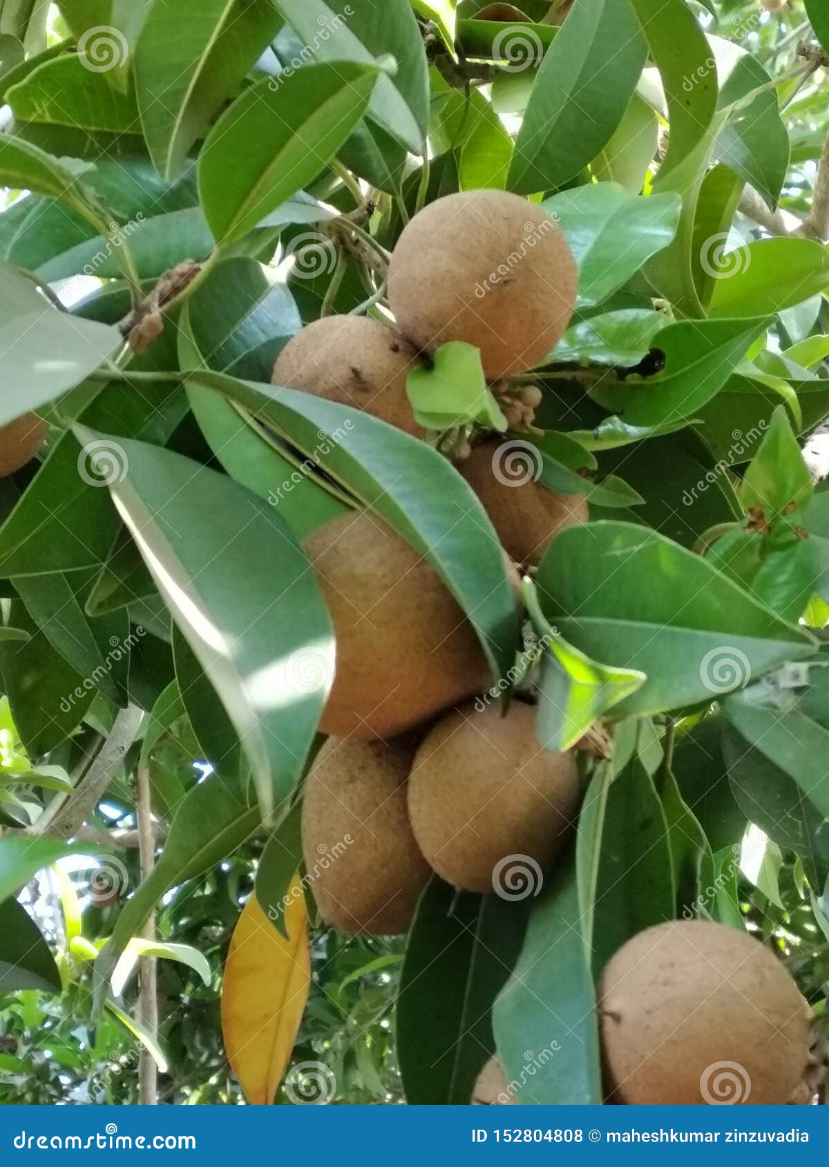 Chiku fruit stock photo. Image of green, farm, vegetable - 152804808