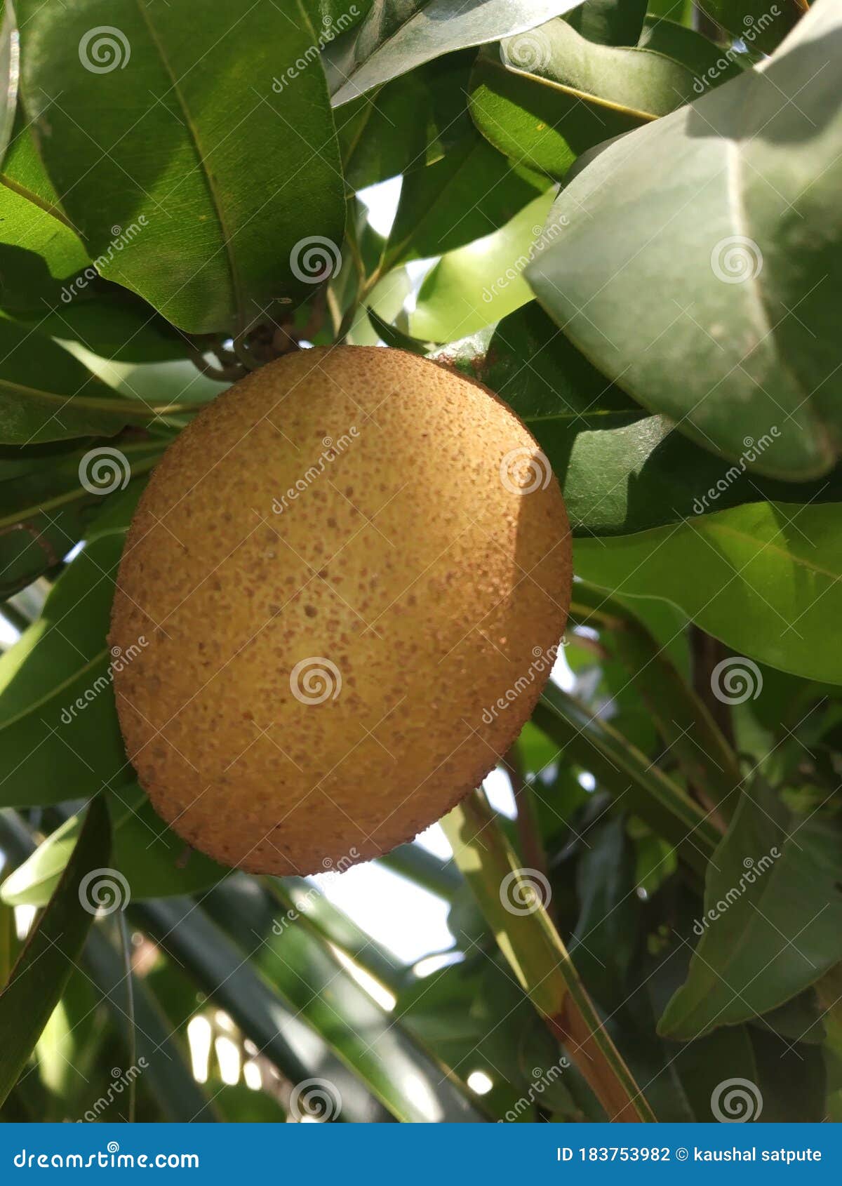 Chiku Fruit with Leaves stock photo. Image of fruit - 183753982