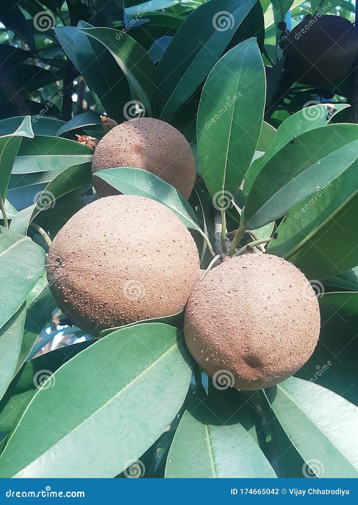 Chiku Stock Photos - Download 669 Royalty Free Photos