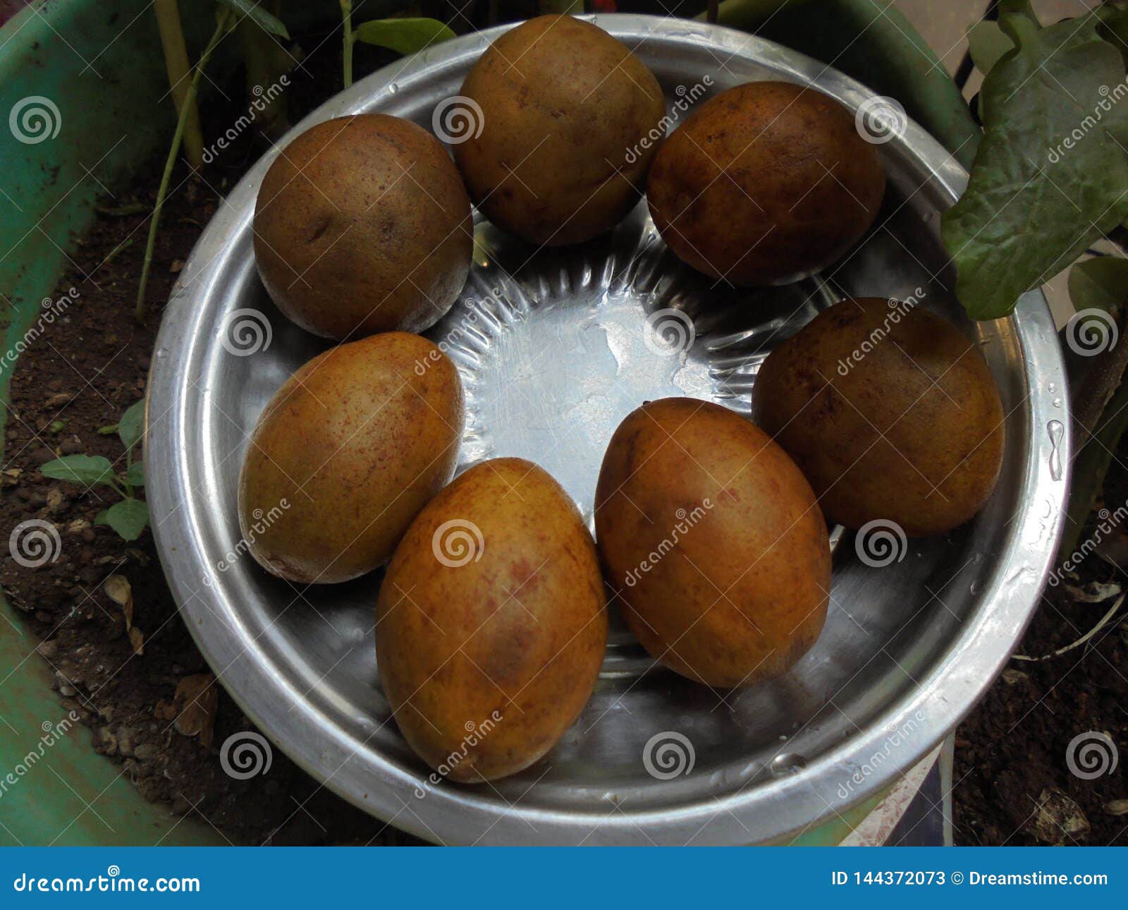 Chiku in india stock image. Image of cute, street, morning - 144372073