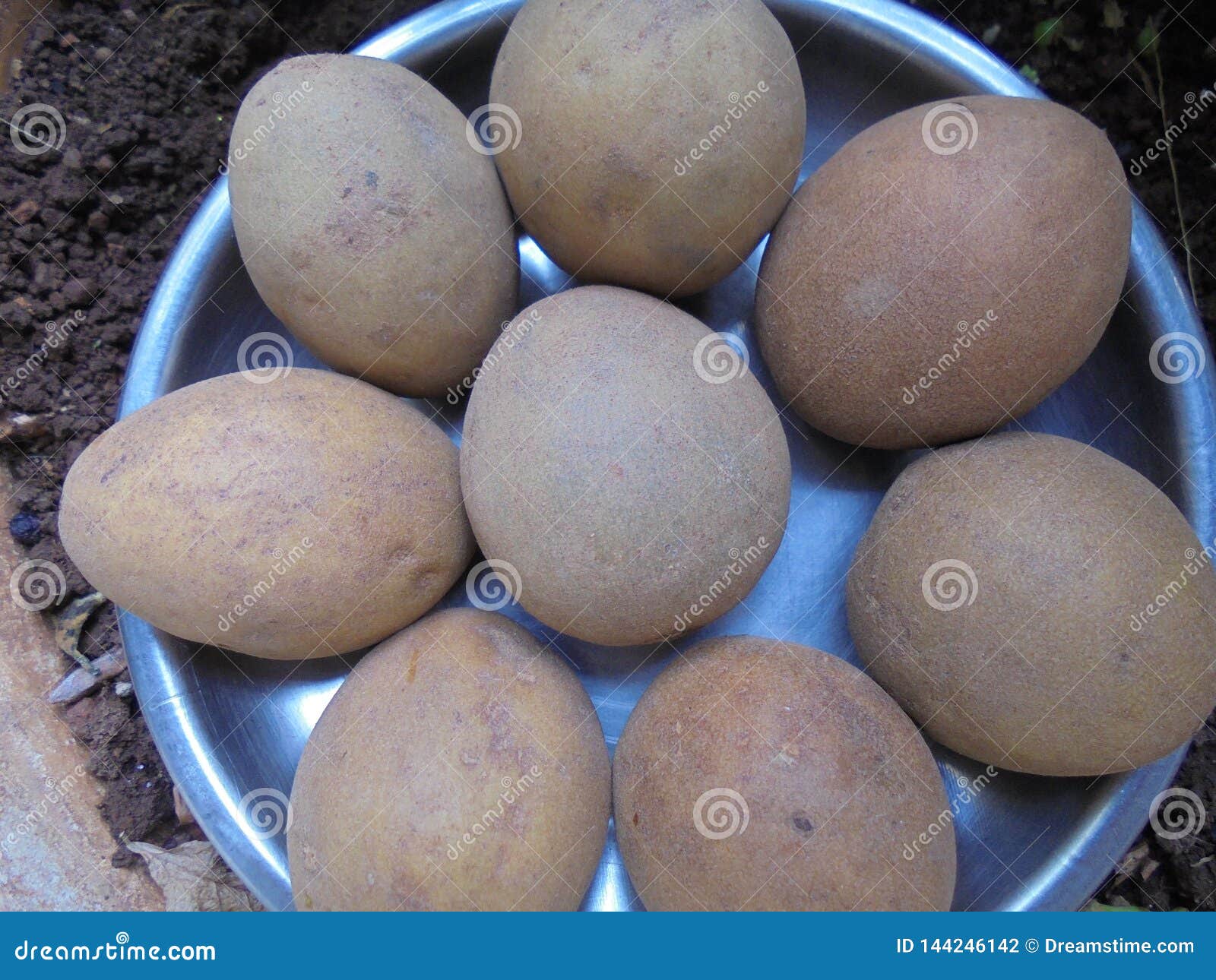 Chiku indian stock photo. Image of healthy, indian, organic - 144246142