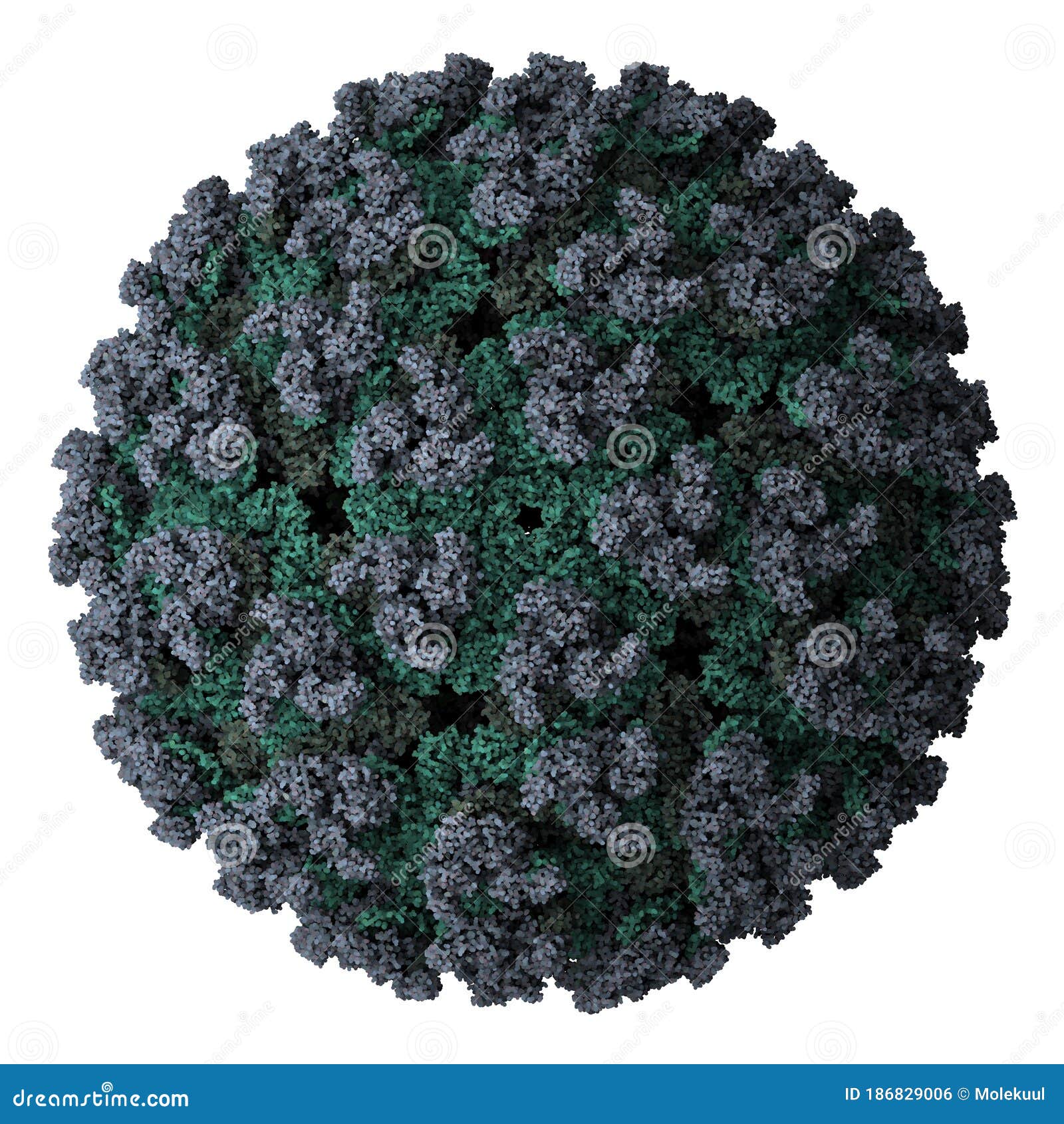 Chikungunya Virus. Causes Chikungunya Disease. Transmitted by Aedes ...